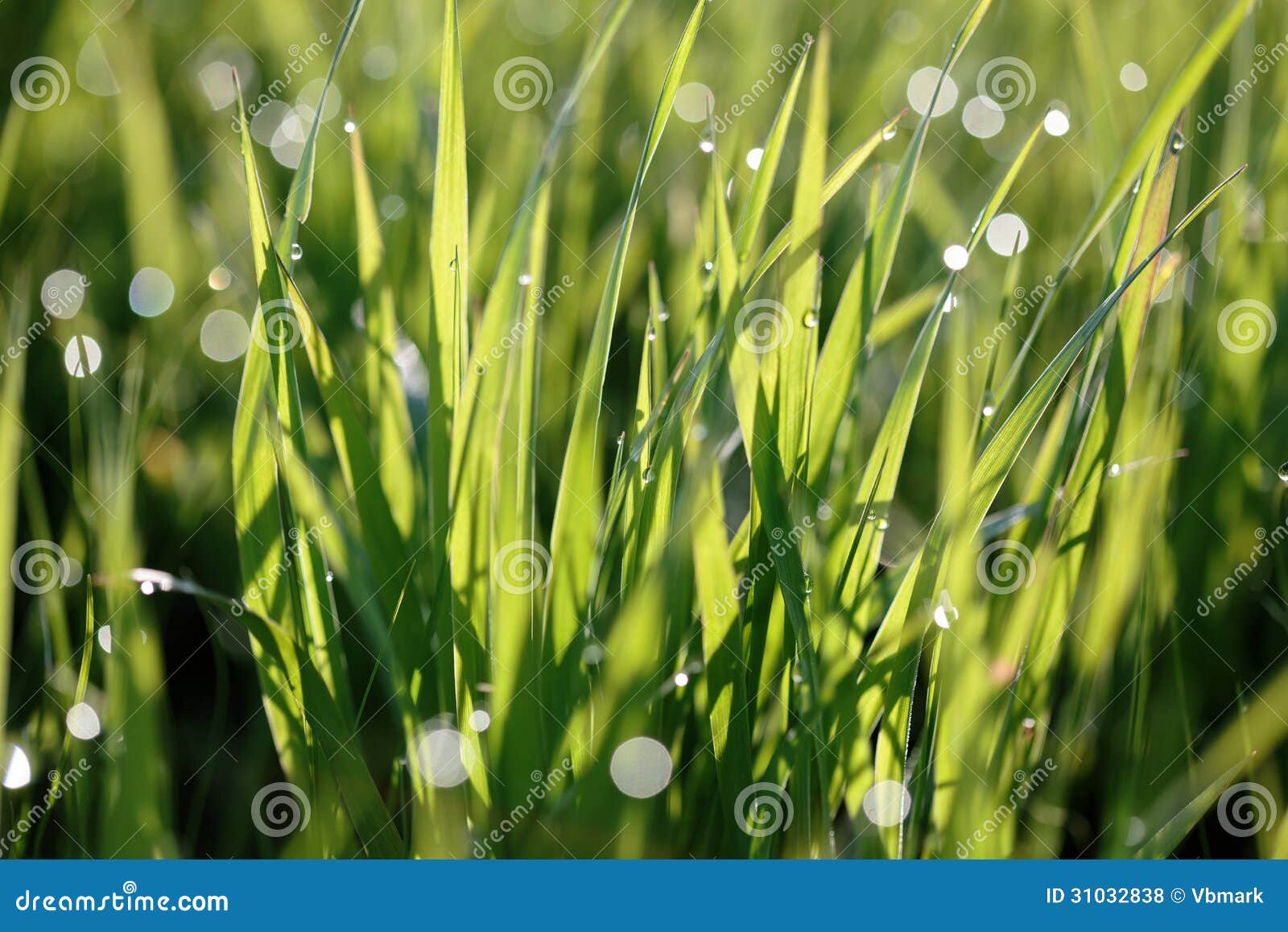 Dew on grass stock photo. Image of leave, plant, closeup - 31032838