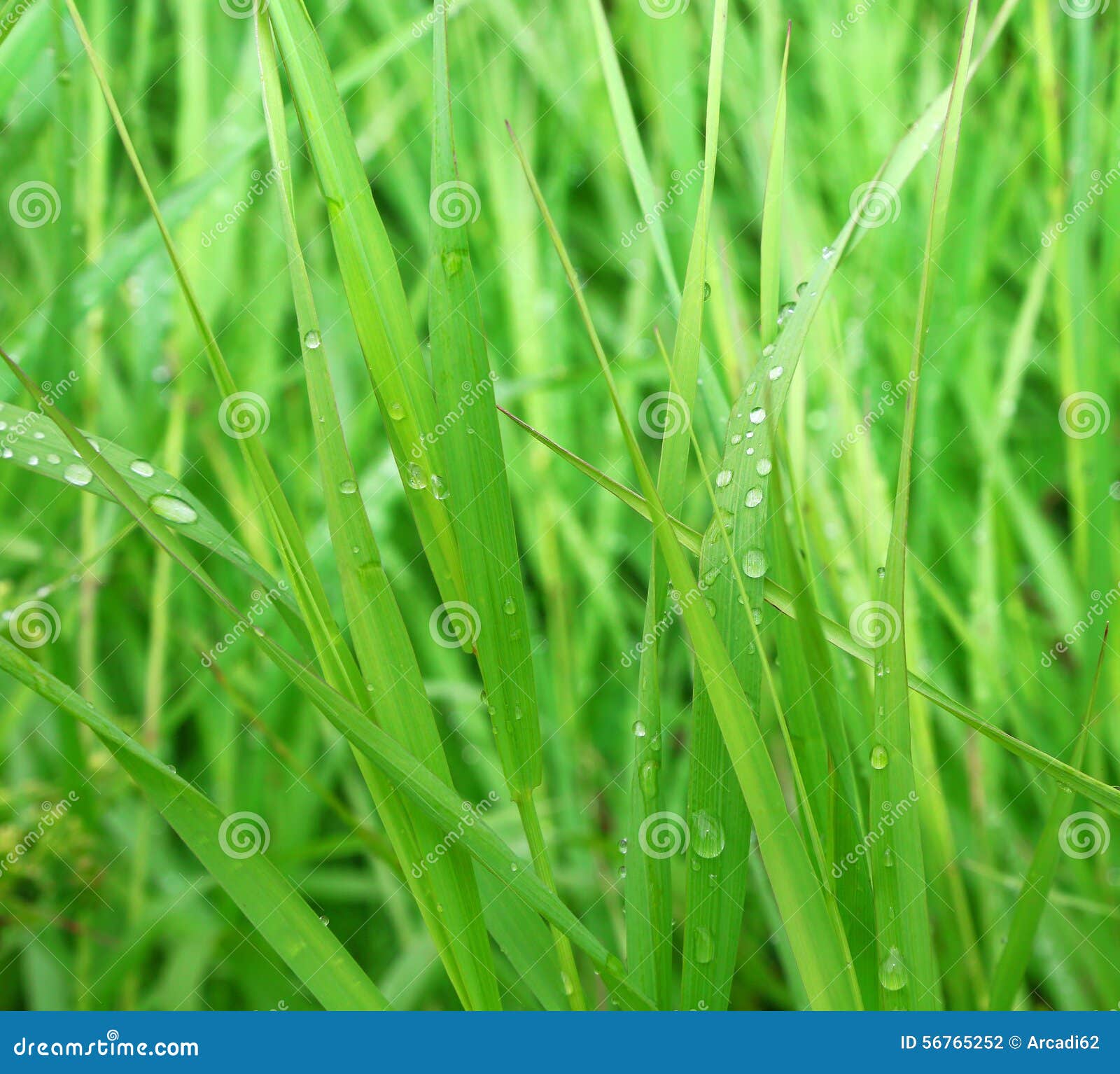 Dew on grass stock photo. Image of summer, nature, bright - 56765252