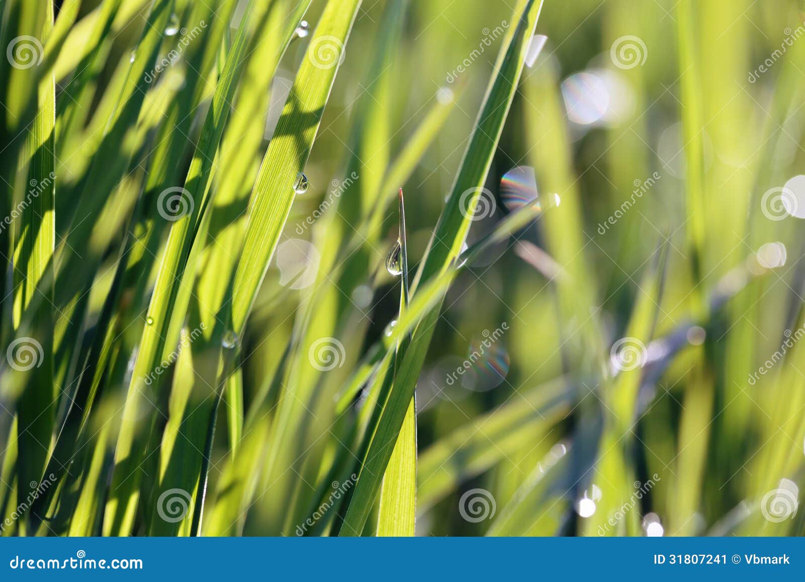 Dew on grass stock image. Image of field, abstract, fragility - 31807241