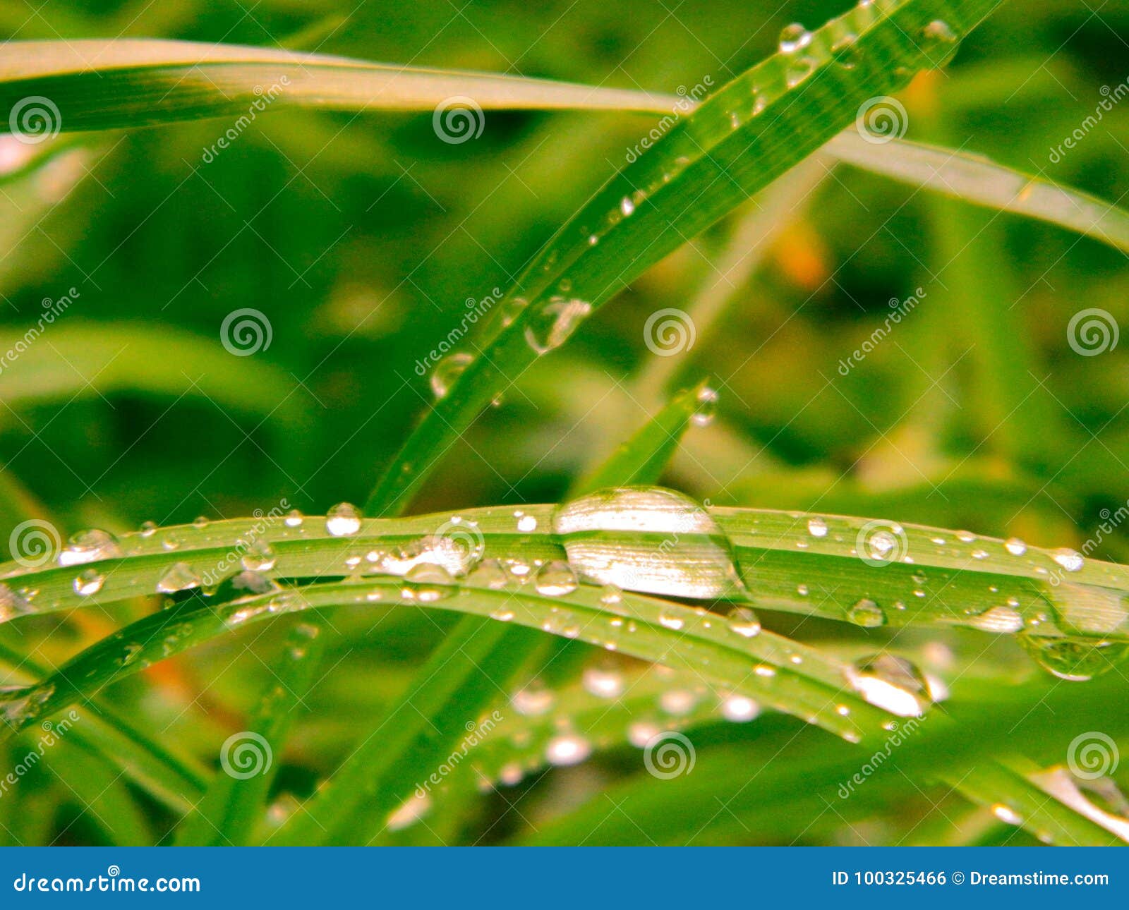Dew on the grass stock photo. Image of composition, greens - 100325466