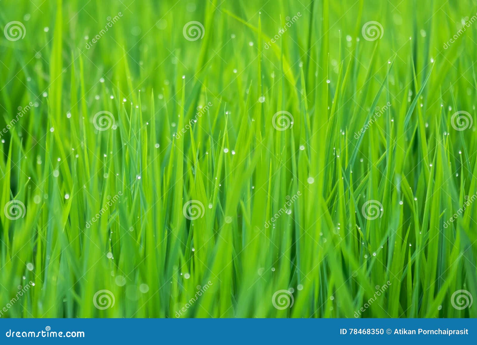 Dew on the grass stock photo. Image of garden, humid - 78468350