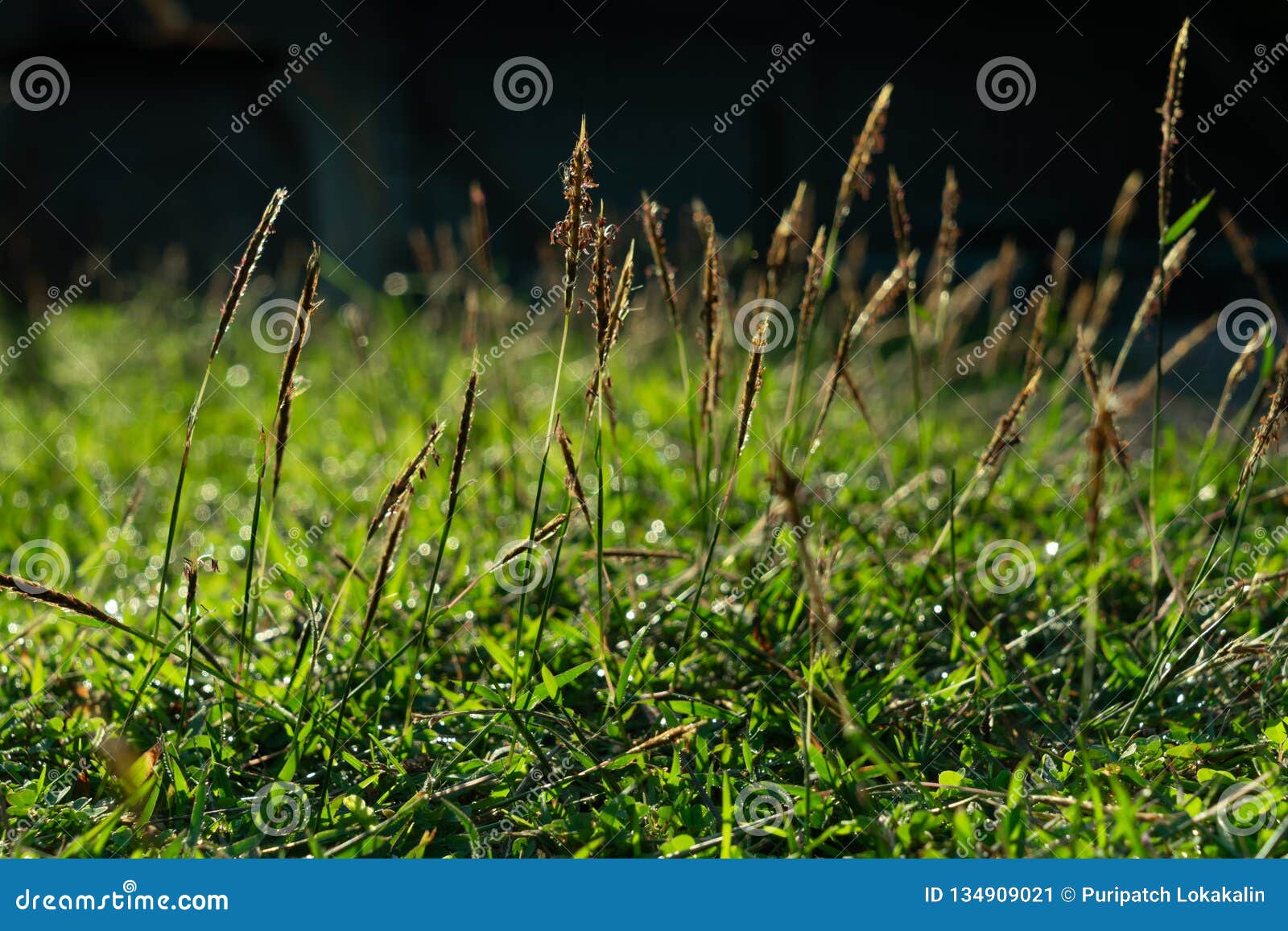 The Dew on Grass Field in the Morning Stock Image - Image of seed ...
