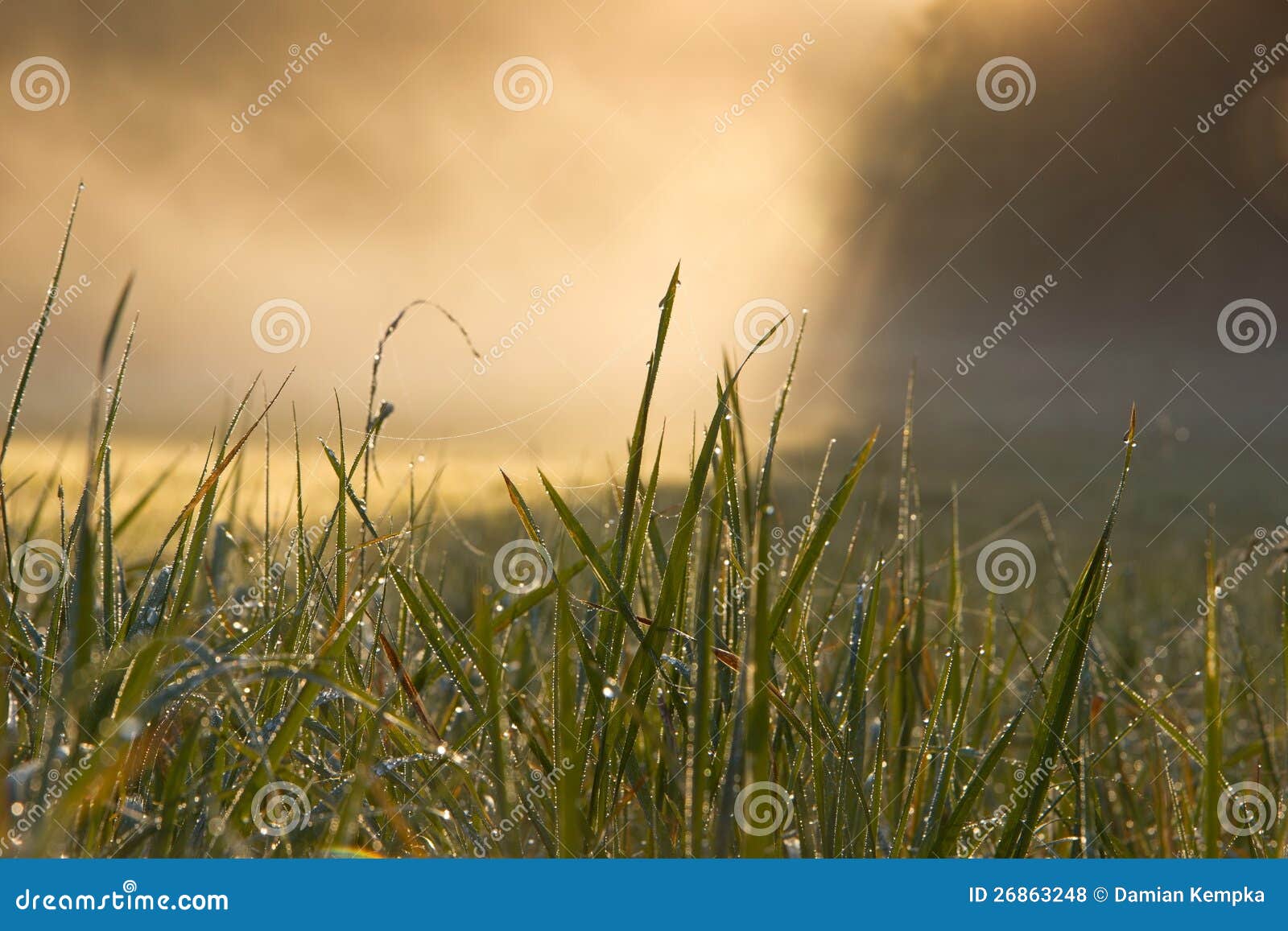 Dew on the grass with fog stock photo. Image of sunlight - 26863248