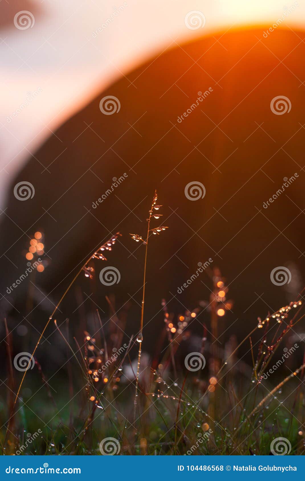 Dew on the Grass Glows at Sunset Stock Photo - Image of glade, bright ...