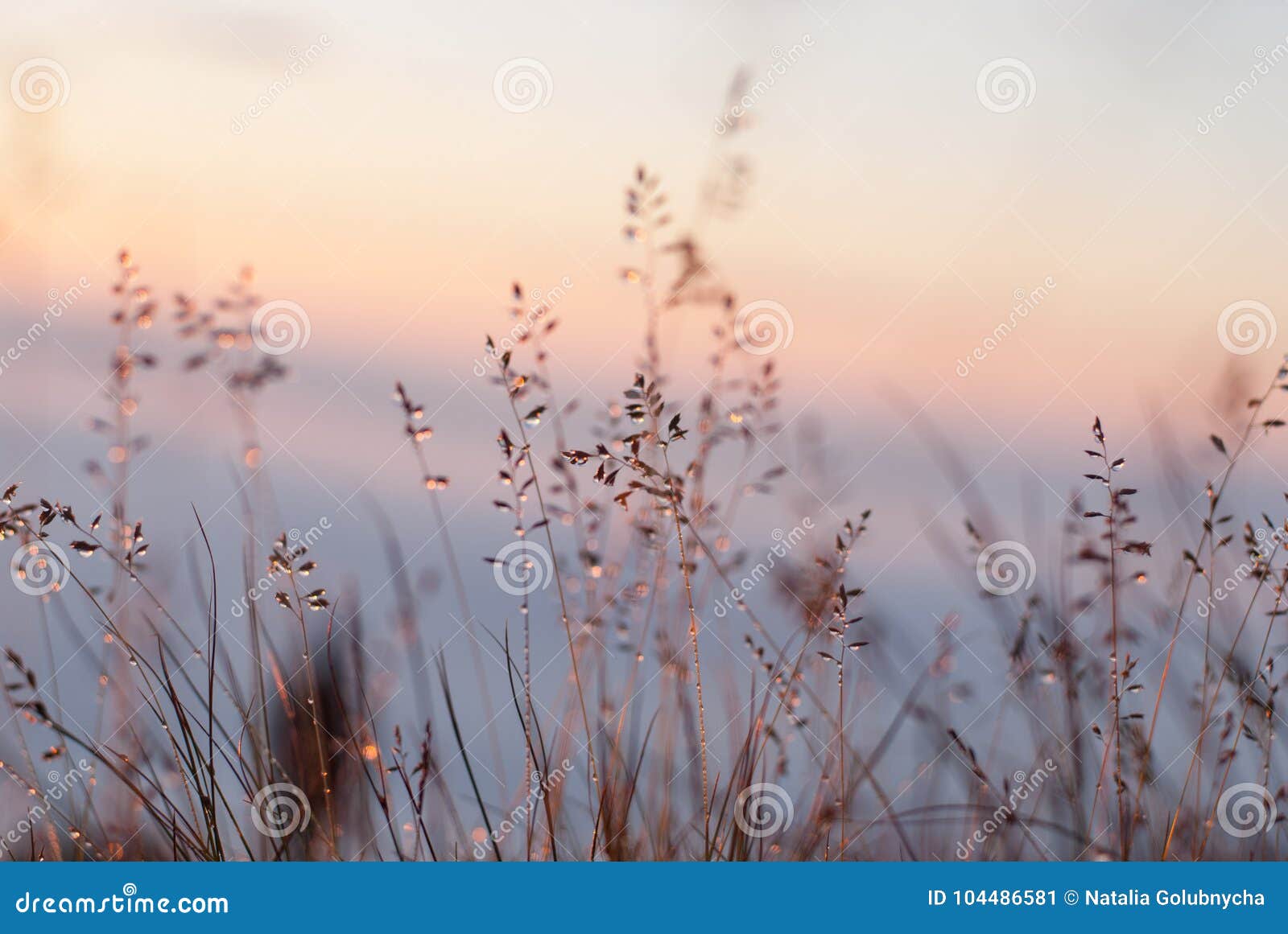 Dew on the Grass Glows at Sunset Stock Image - Image of meadow, glow ...