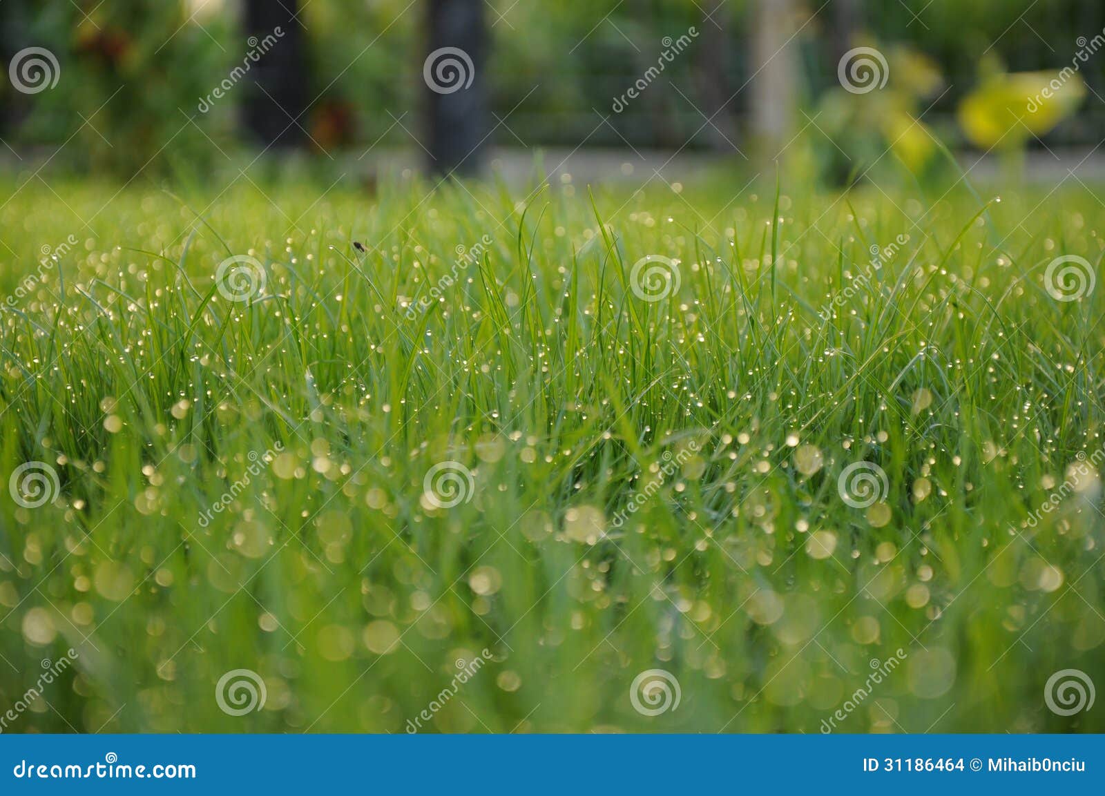 Dew on grass stock photo. Image of grass, wallpaper, background - 31186464