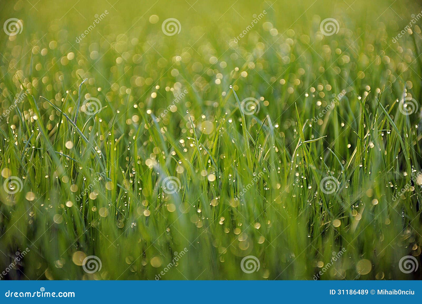 Dew on grass stock image. Image of drops, morning, macro - 31186489