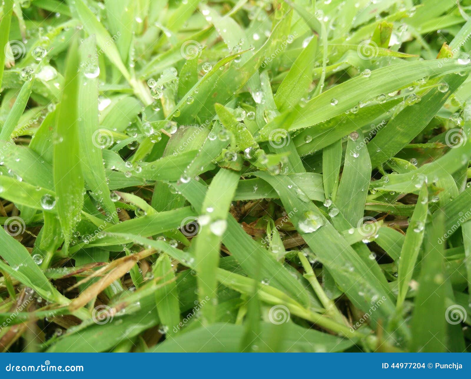 Dew on the grass stock photo. Image of water, green, morning - 44977204