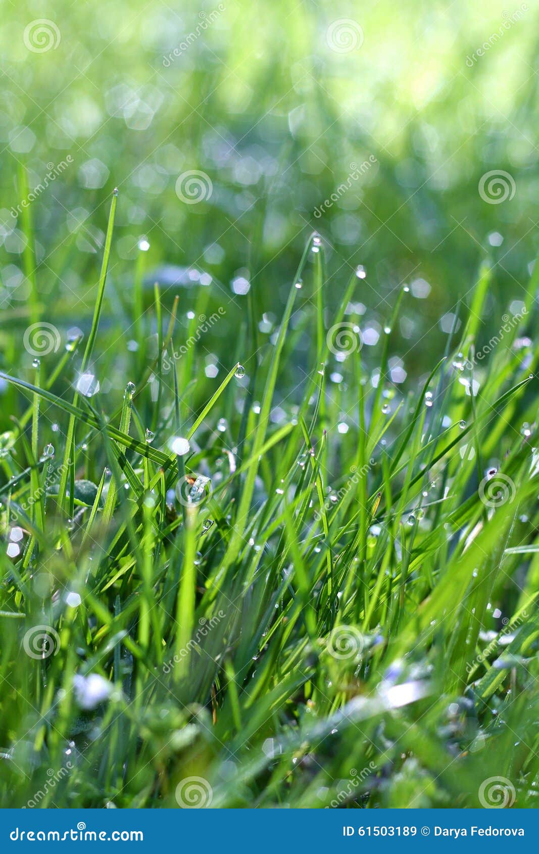 Dew on the grass stock image. Image of shine, drops, blur - 61503189