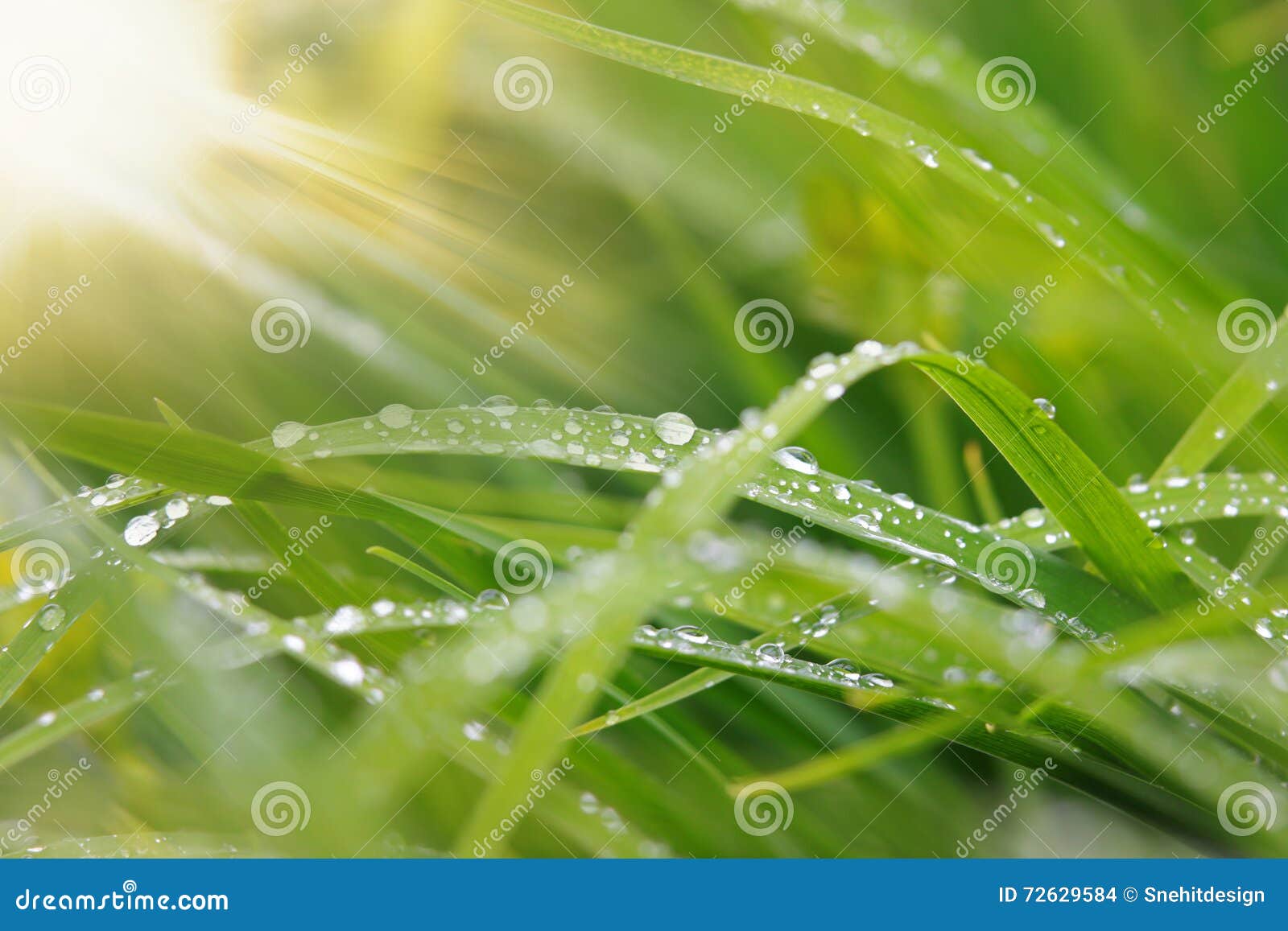 Dew on grass stock photo. Image of grass, environment - 72629584
