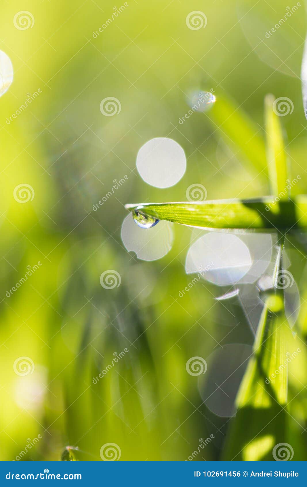 Dew on the grass in nature stock photo. Image of drops - 102691456