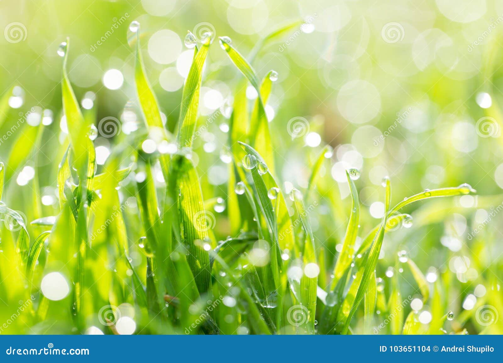 Dew on the grass in nature stock photo. Image of blur - 103651104