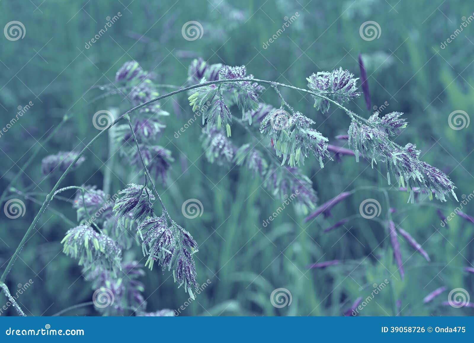 Dew on the grass stock photo. Image of plant, bloom, color - 39058726