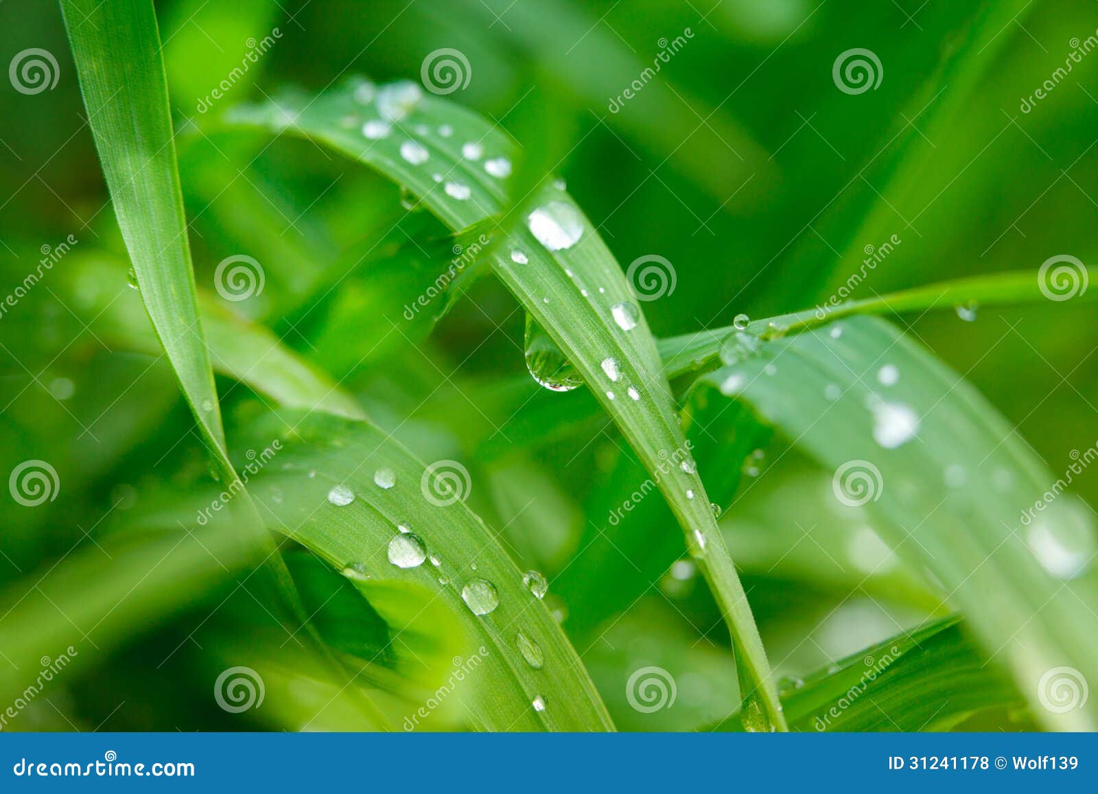 Dew on a grass in spring stock photo. Image of green - 31241178