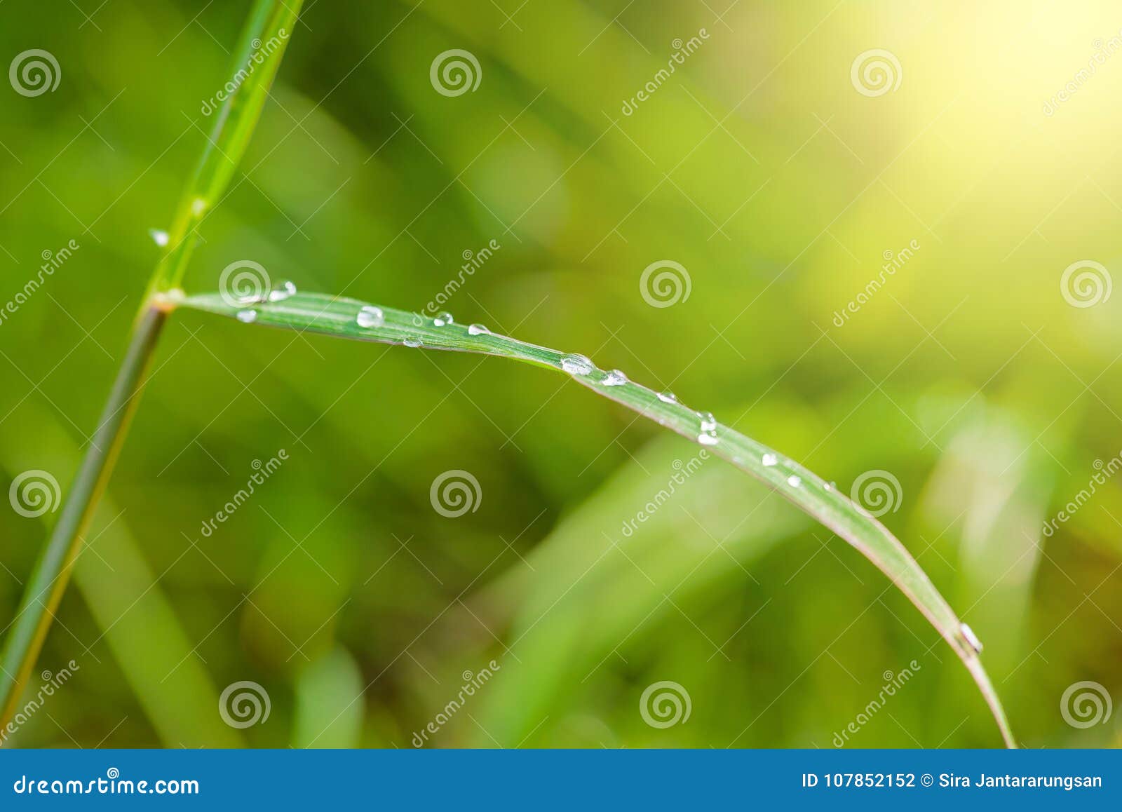 Dew on a Grass in Spring after Rain. Drops of Dew on a Fresh Green ...