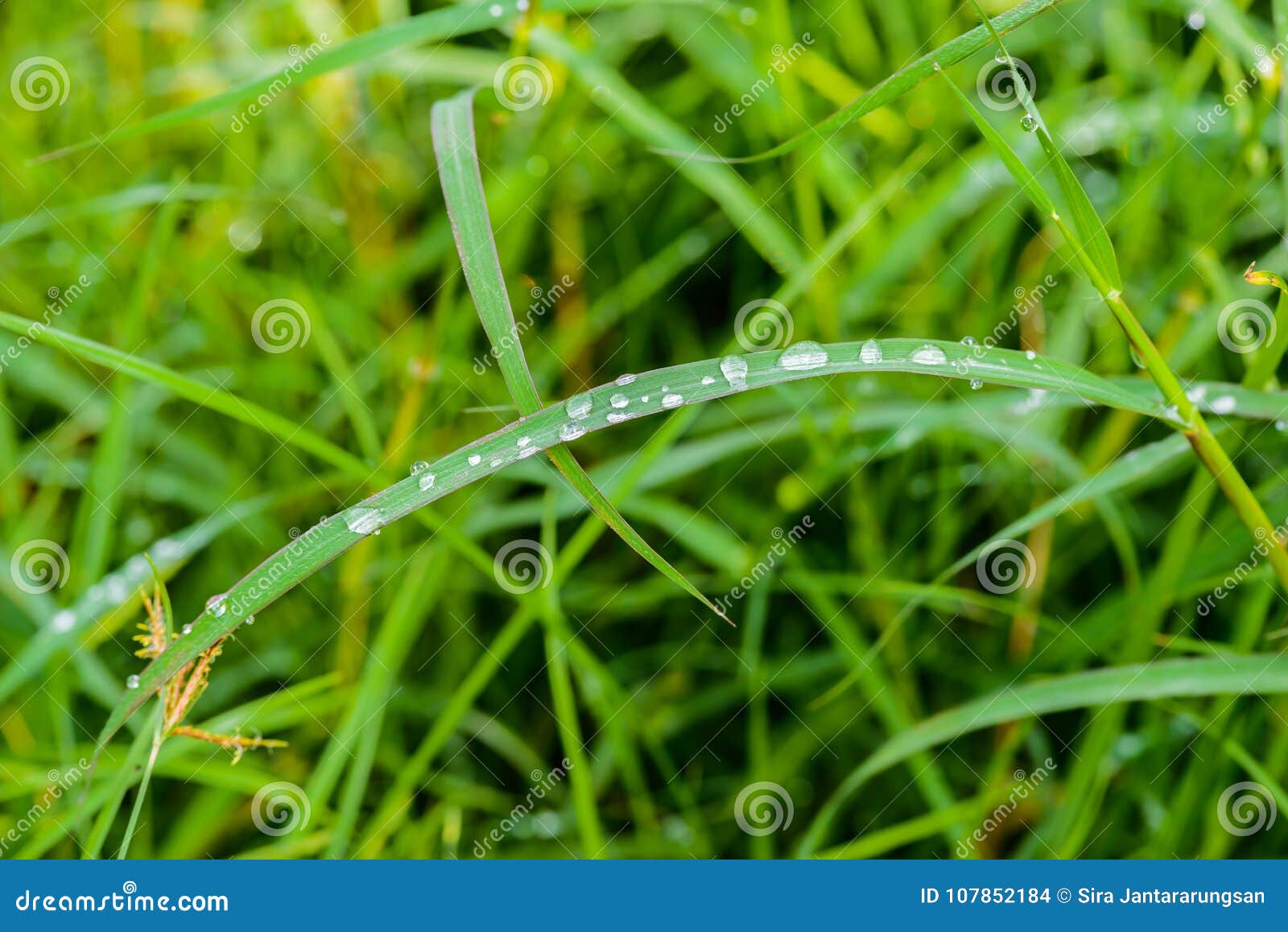 Dew on a Grass in Spring after Rain. Drops of Dew on a Fresh Green ...