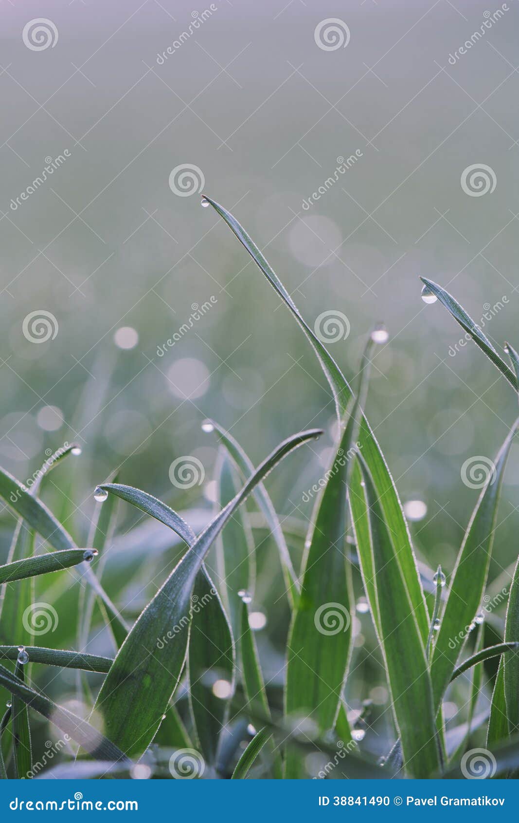 Dew on Grass on a Sunny Spring Morning Stock Photo - Image of beautiful ...