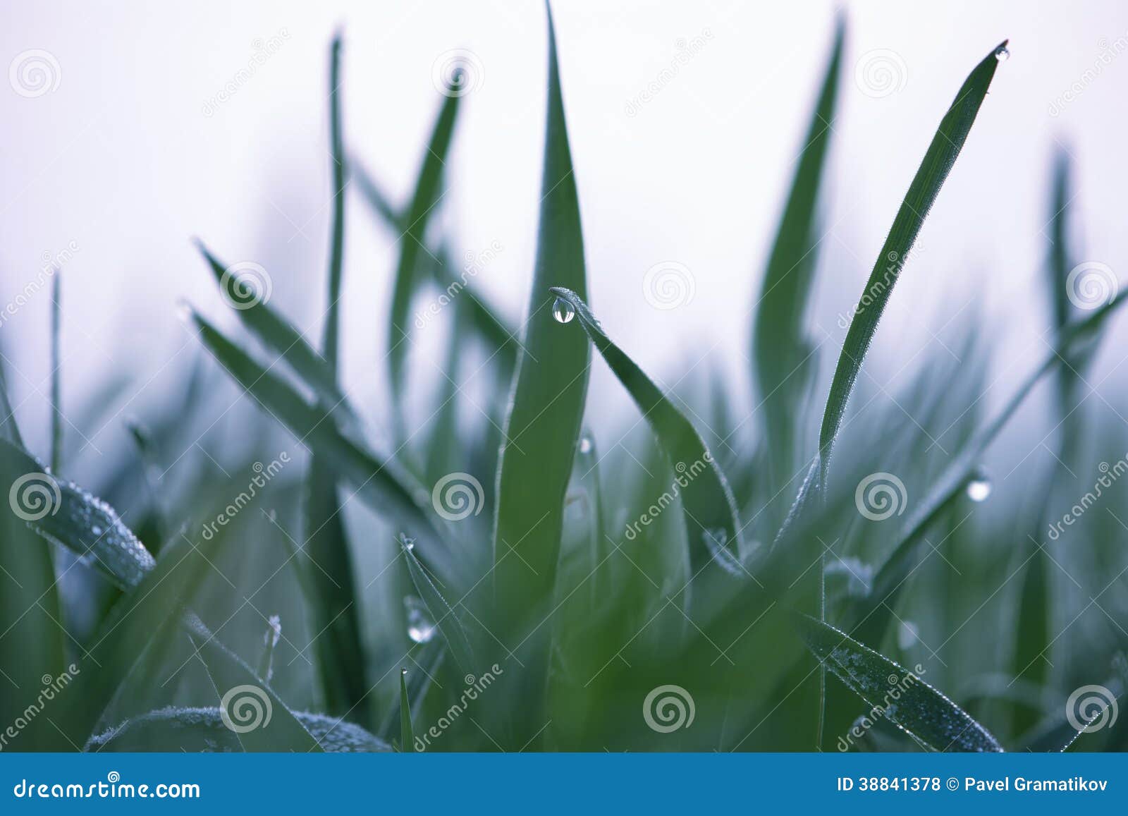 Dew on Grass on a Sunny Spring Morning Stock Photo - Image of ...