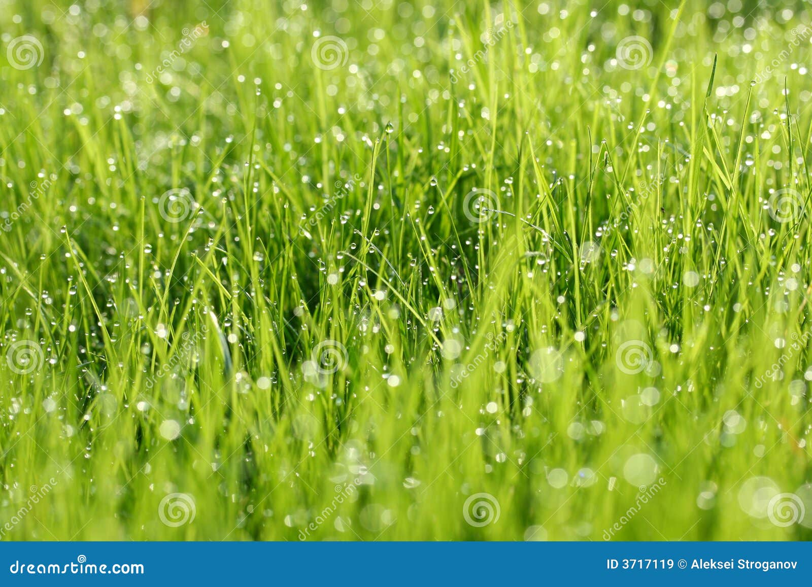 Dew on green grass stock image. Image of lush, dewdrops - 3717119