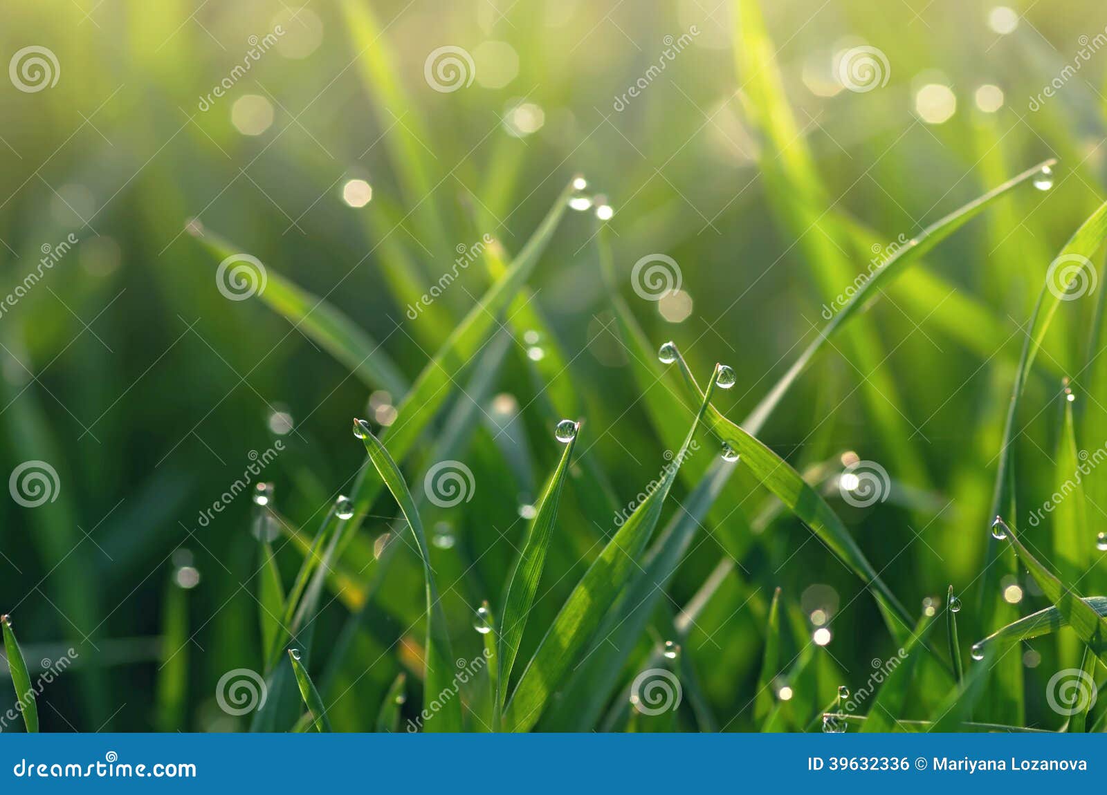 Dew on green grass stock photo. Image of foliage, field - 39632336