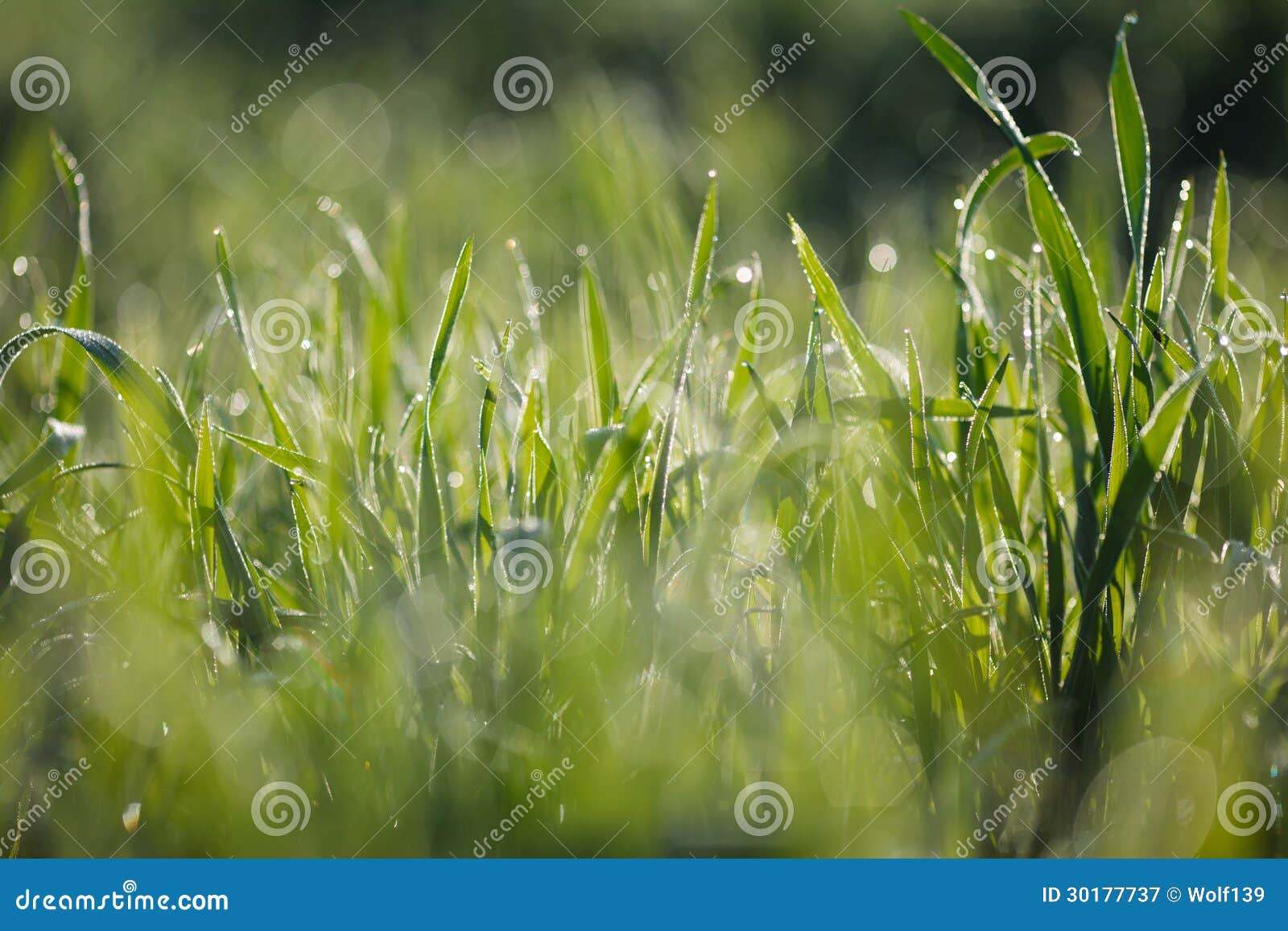 Dew on grass stock image. Image of leaf, outdoors, condensation - 30177737