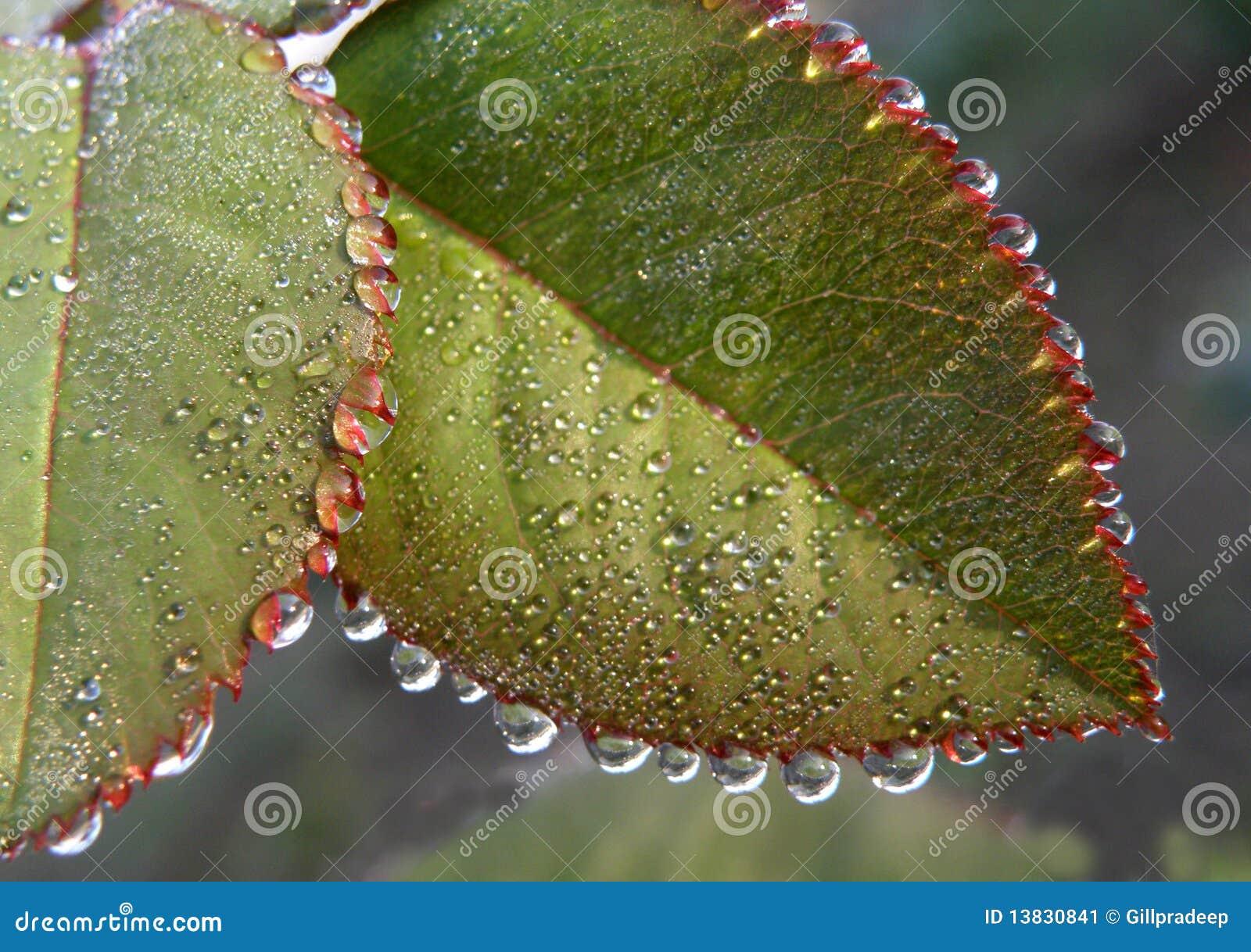 Dew on green leaves stock image. Image of pinnate, droplets - 13830841