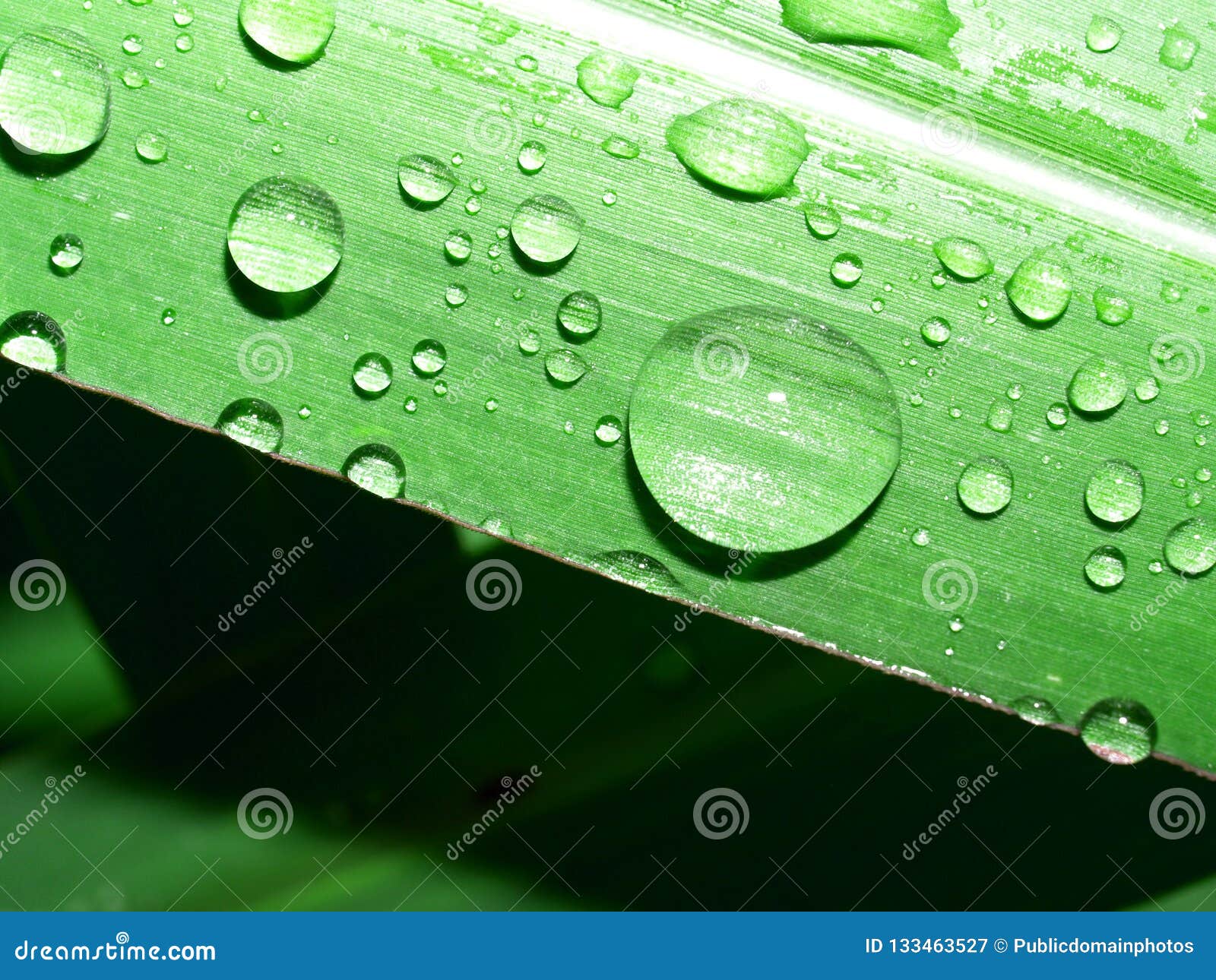Dew, Green, Water, Drop Picture. Image: 133463527