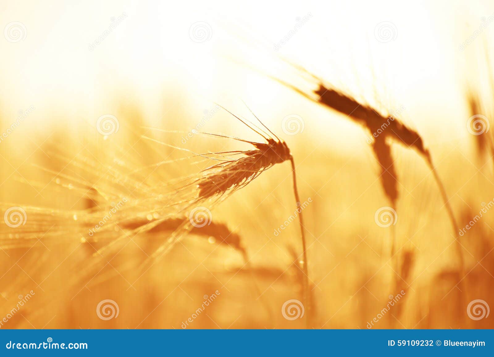 Dew on Hard Red Wheat stock photo. Image of countryside - 59109232
