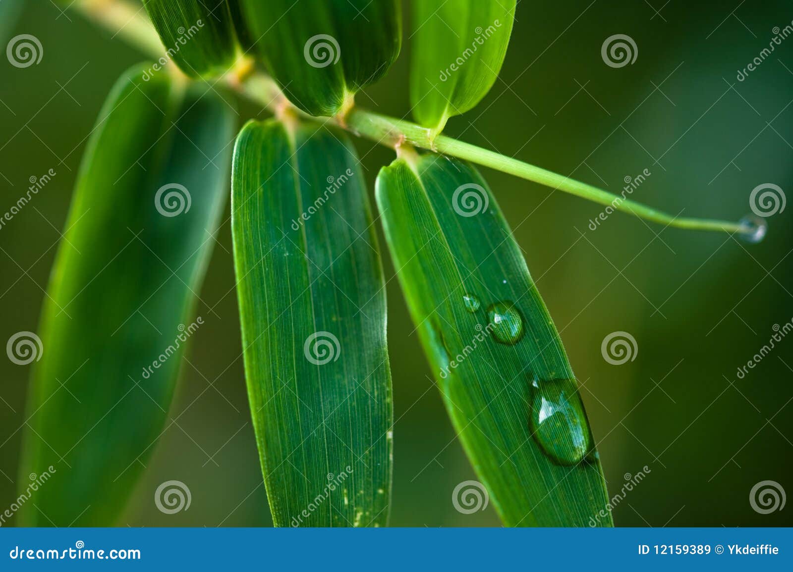 Dew on leaf stock image. Image of nature, peaceful, wildlife - 12159389