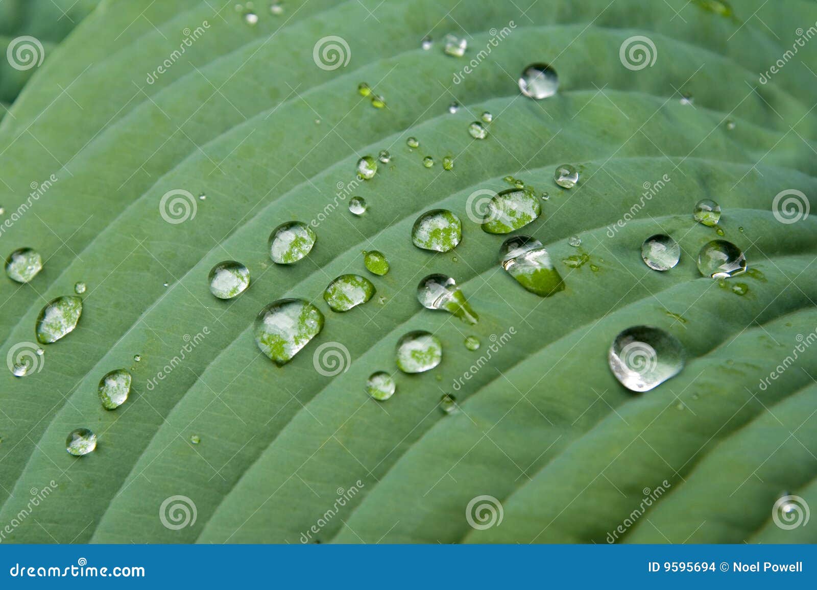 Dew on Leaf 2 stock photo. Image of life, outdoor, leaf - 9595694