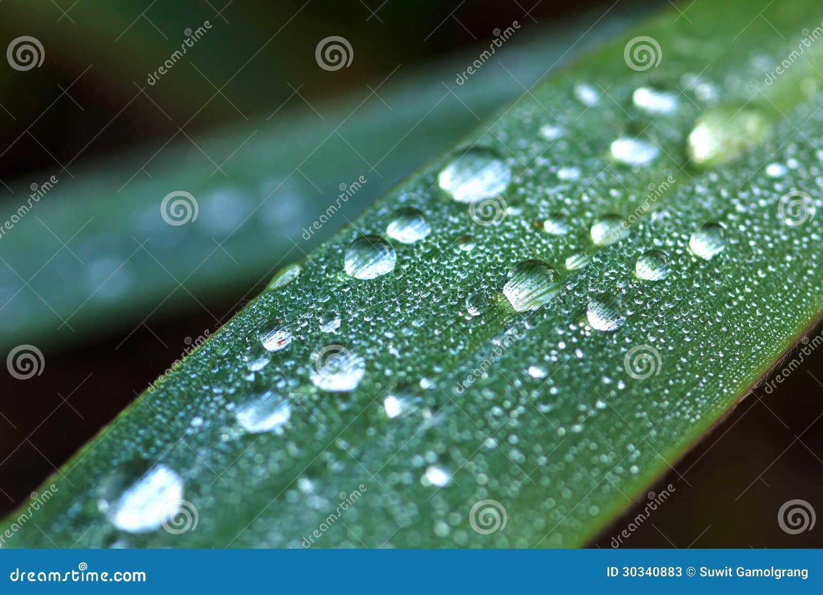 Dew on leaf stock image. Image of conservation, backgrounds - 30340883