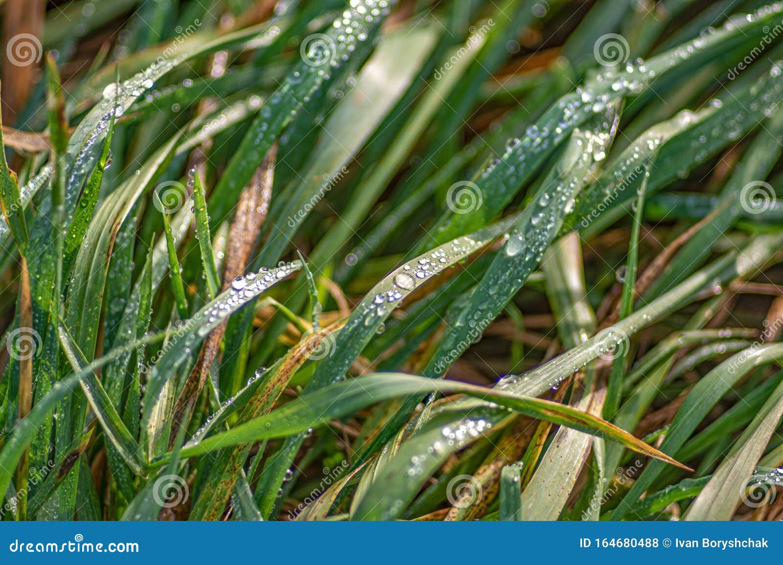 Dew on a leaf of grass stock photo. Image of lawn, condensation - 164680488