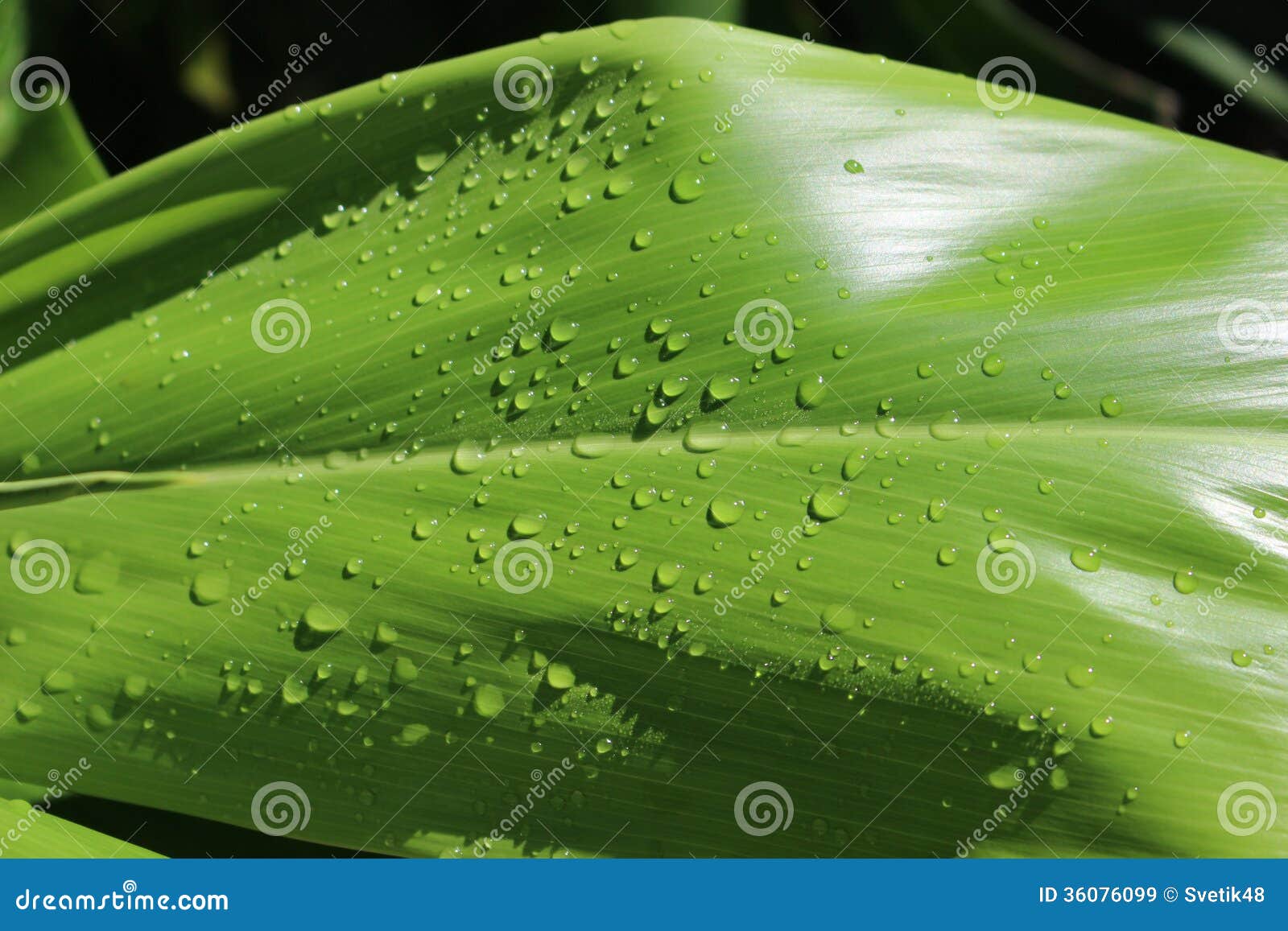 Dew on leaf stock image. Image of leaves, fresh, flora - 36076099