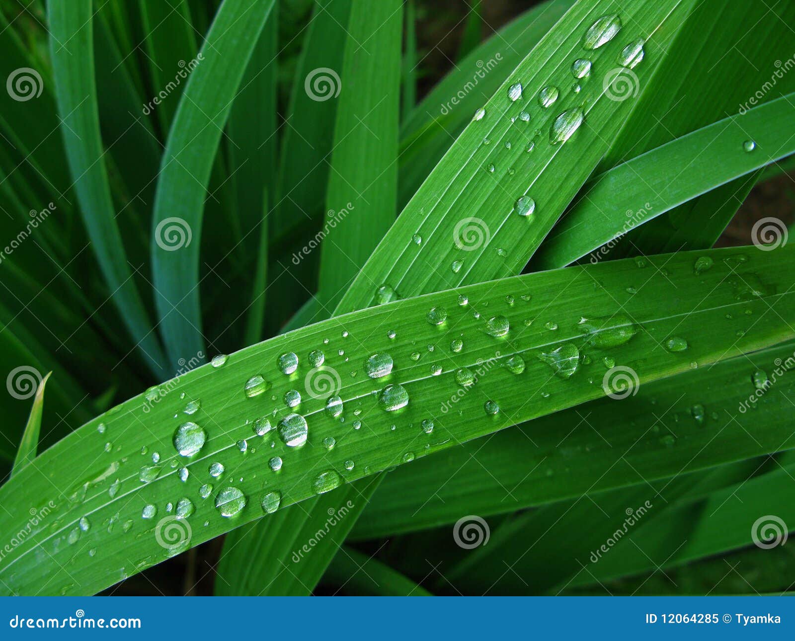 Dew on leaves stock image. Image of herb, climate, nature - 12064285