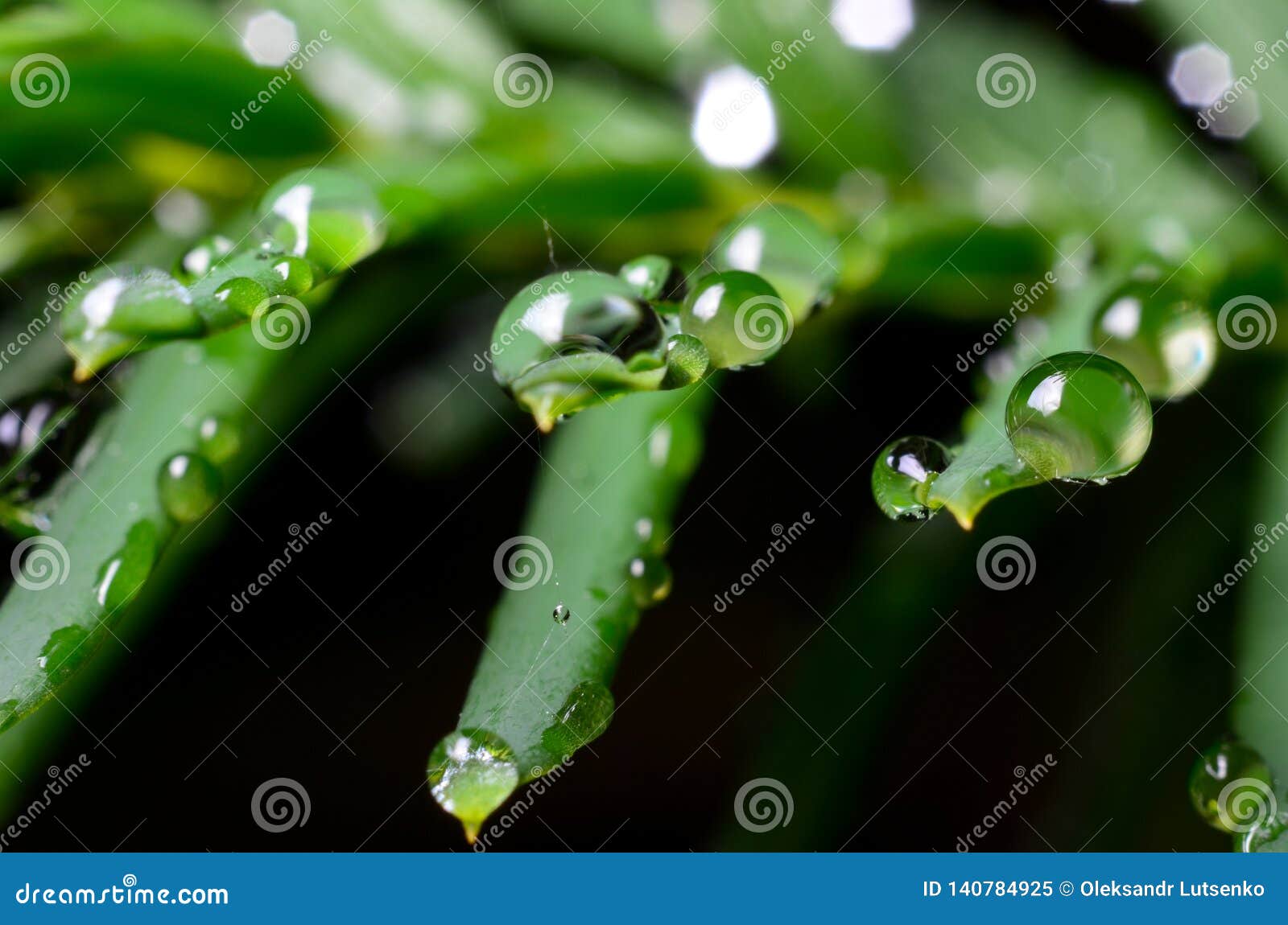 Dew on Leaves stock image. Image of leaves, nature, leaf - 140784925