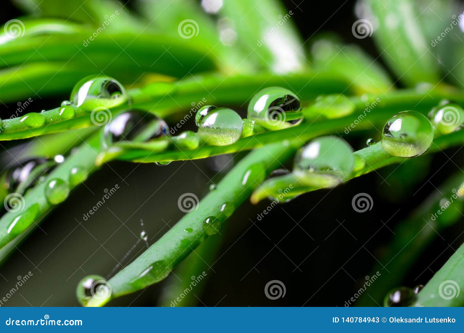 Dew on Leaves stock image. Image of purity, leaf, healthy - 140784943