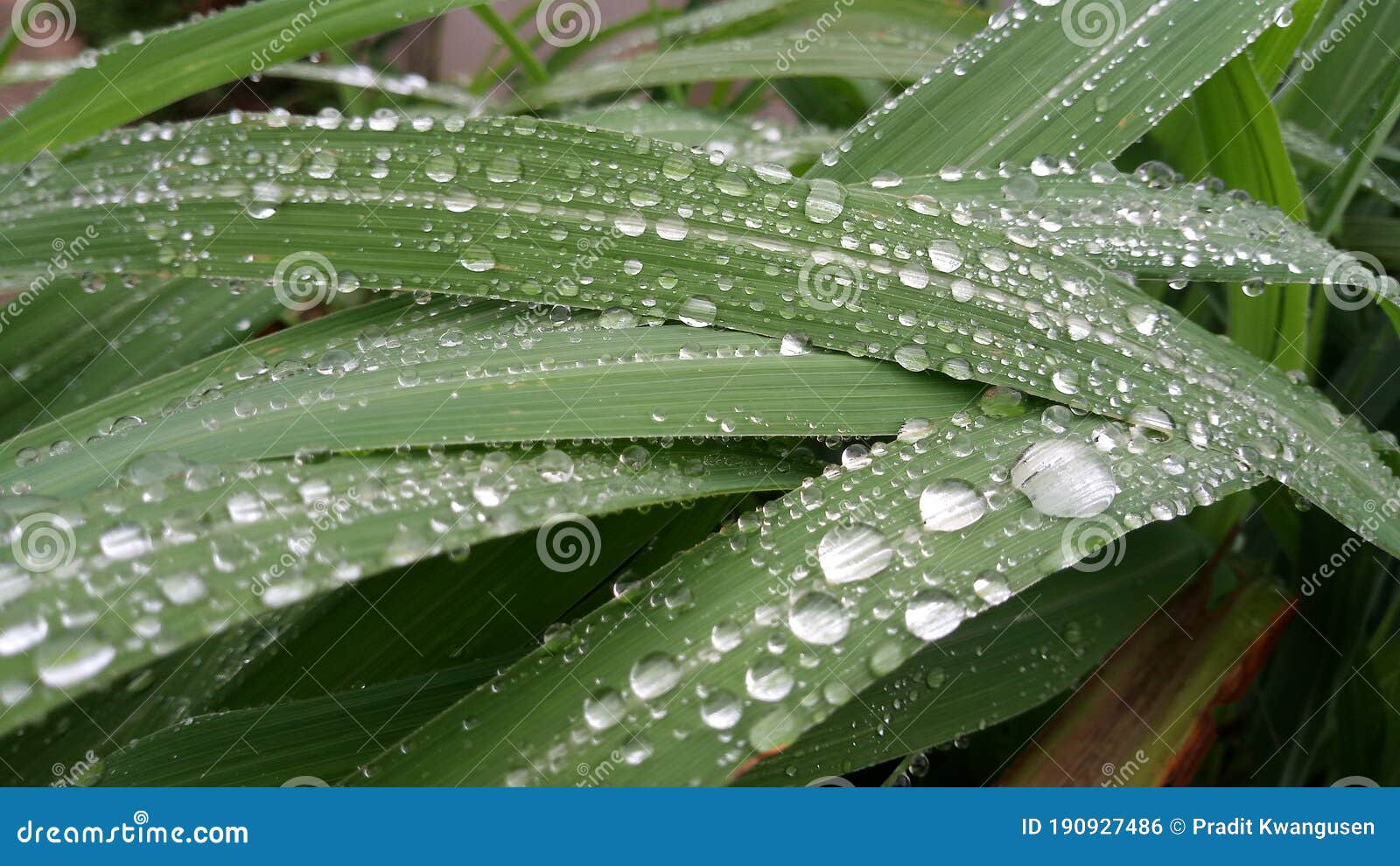 Dew on the leaves. stock photo. Image of close, looks - 190927486