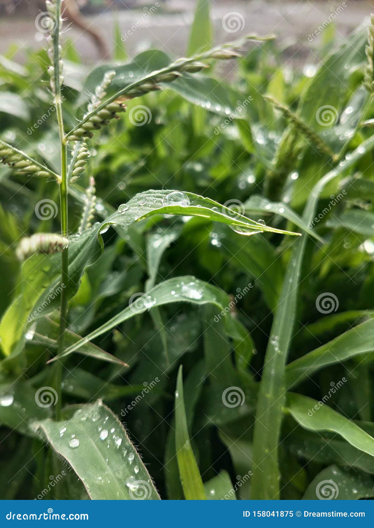 Dew on leaves of morning stock image. Image of nature - 158041875