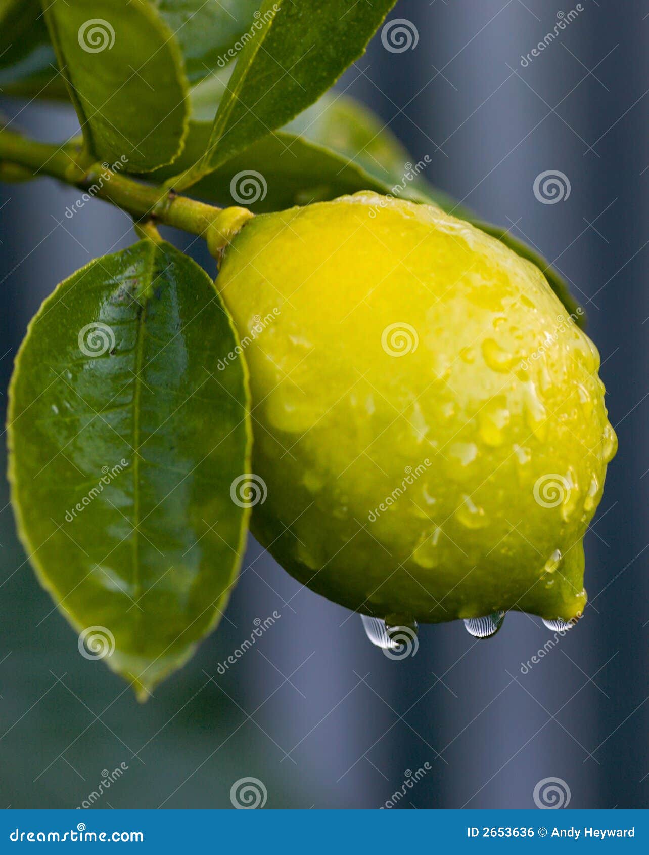 Dew on lemon 01 stock photo. Image of beauty, outdoors - 2653636