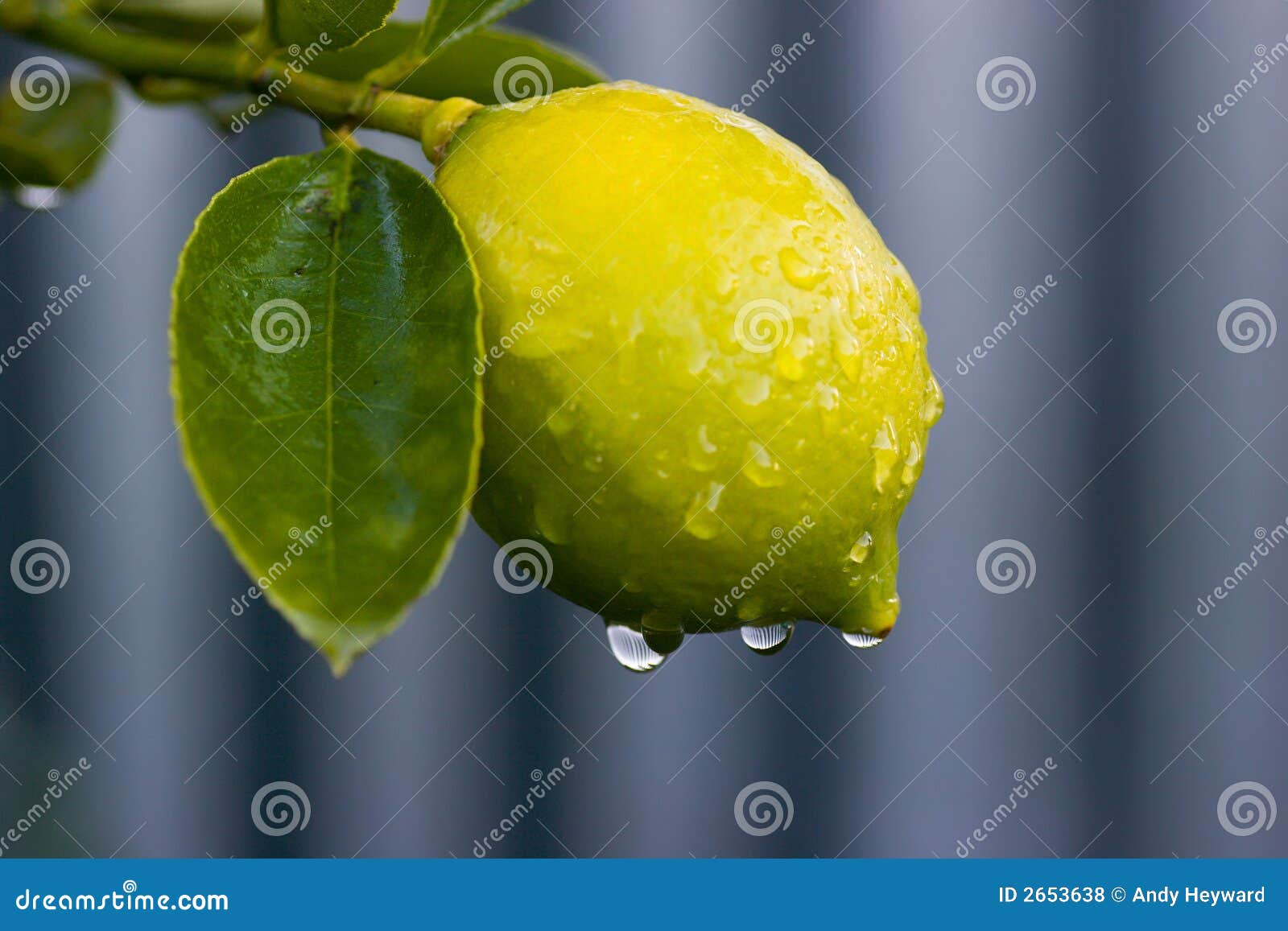 Dew on lemon 02 stock photo. Image of branch, life, food - 2653638