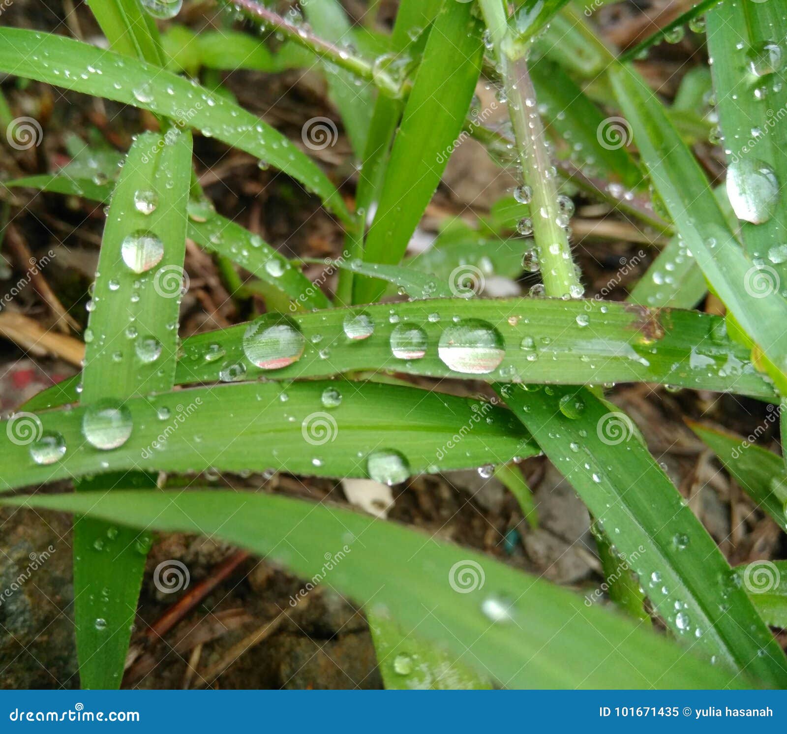 Dew stock image. Image of leaf, water, nature, morning - 101671435
