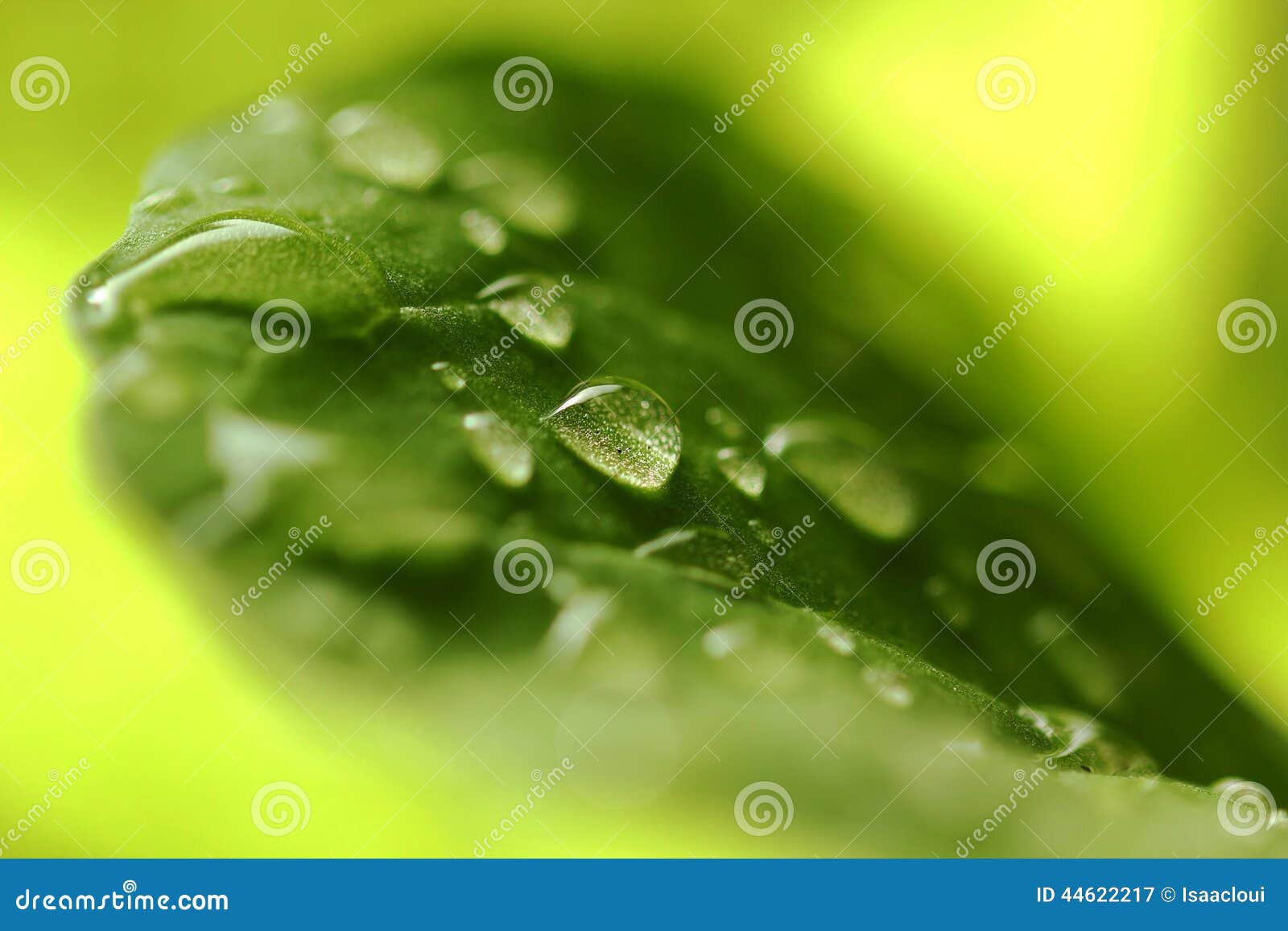 The dew stock image. Image of night, canon, flowers, morning - 44622217