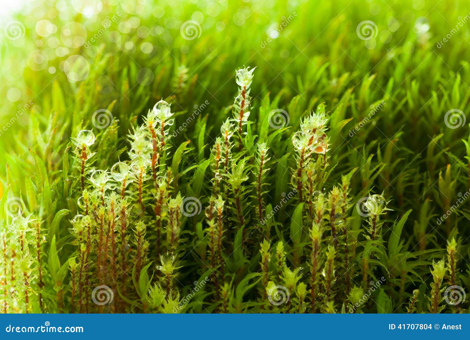 Dew on moss stock photo. Image of bryophyta, dewdrop - 41707804
