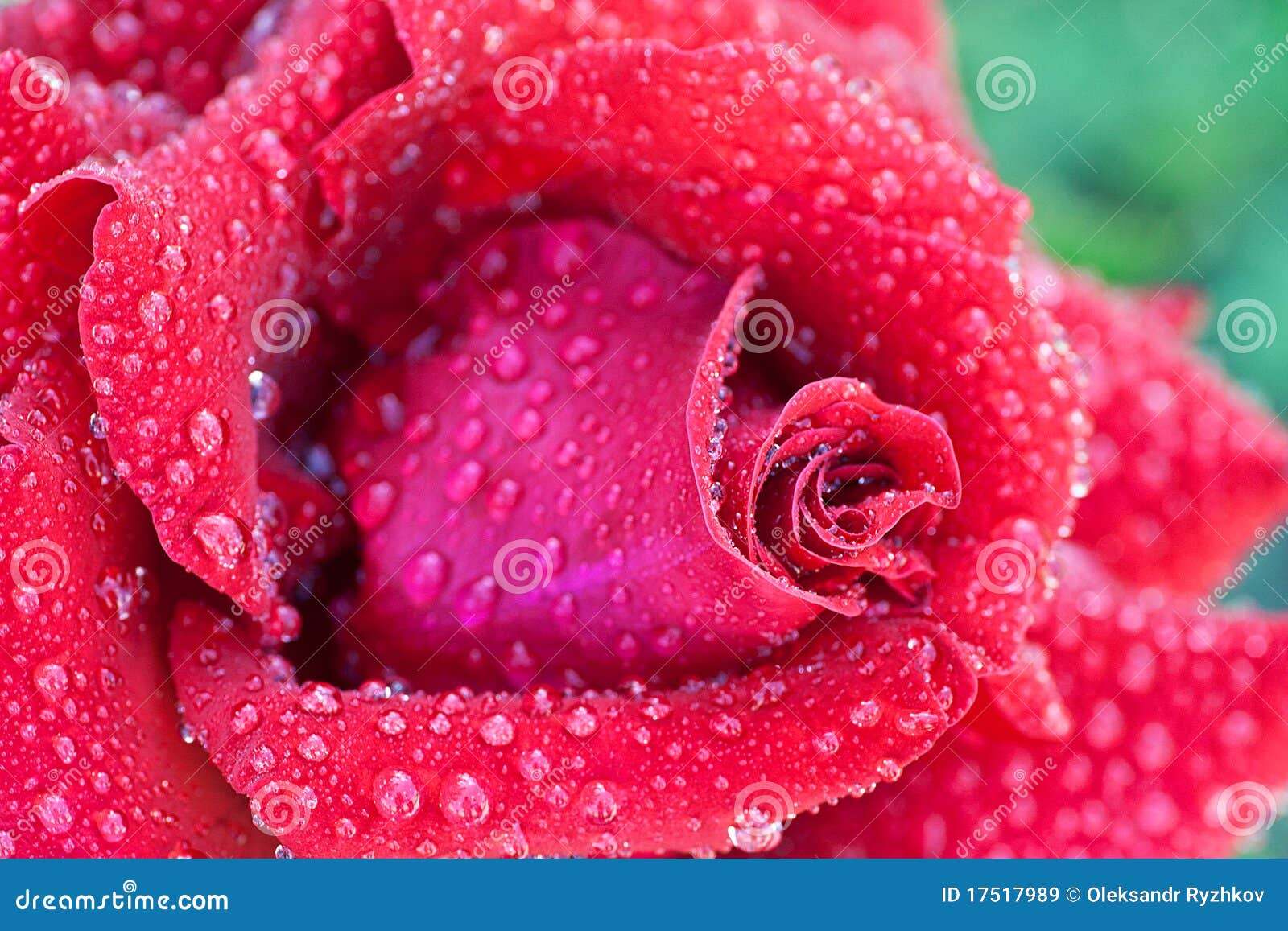 Dew on a petal rose stock image. Image of botany, beauty - 17517989
