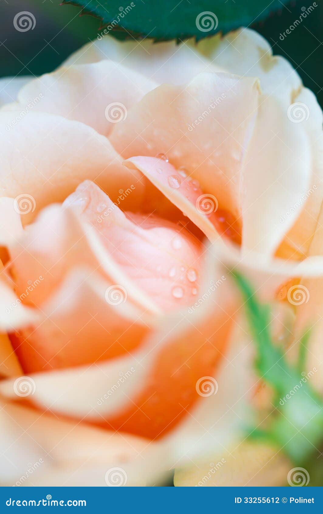 Dew on the petals of roses stock photo. Image of rose - 33255612