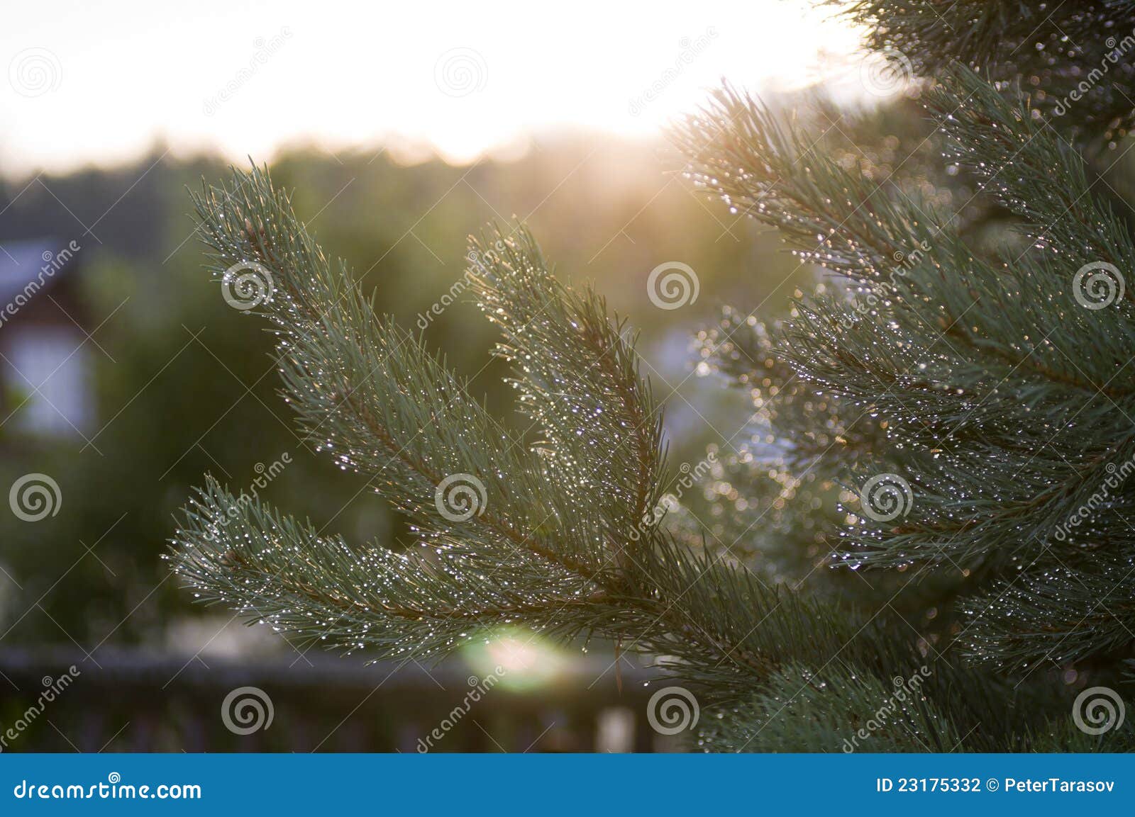 Dew on the Pine Tree stock photo. Image of branch, morning - 23175332