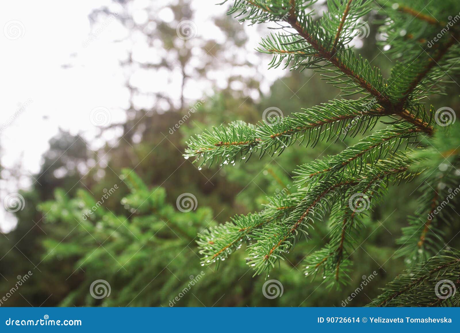 Dew on pine tree stock photo. Image of nature, plant - 90726614
