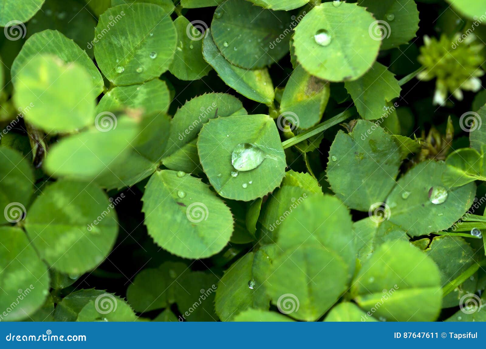 Dew on plant stock image. Image of vertical, cell, drip - 87647611
