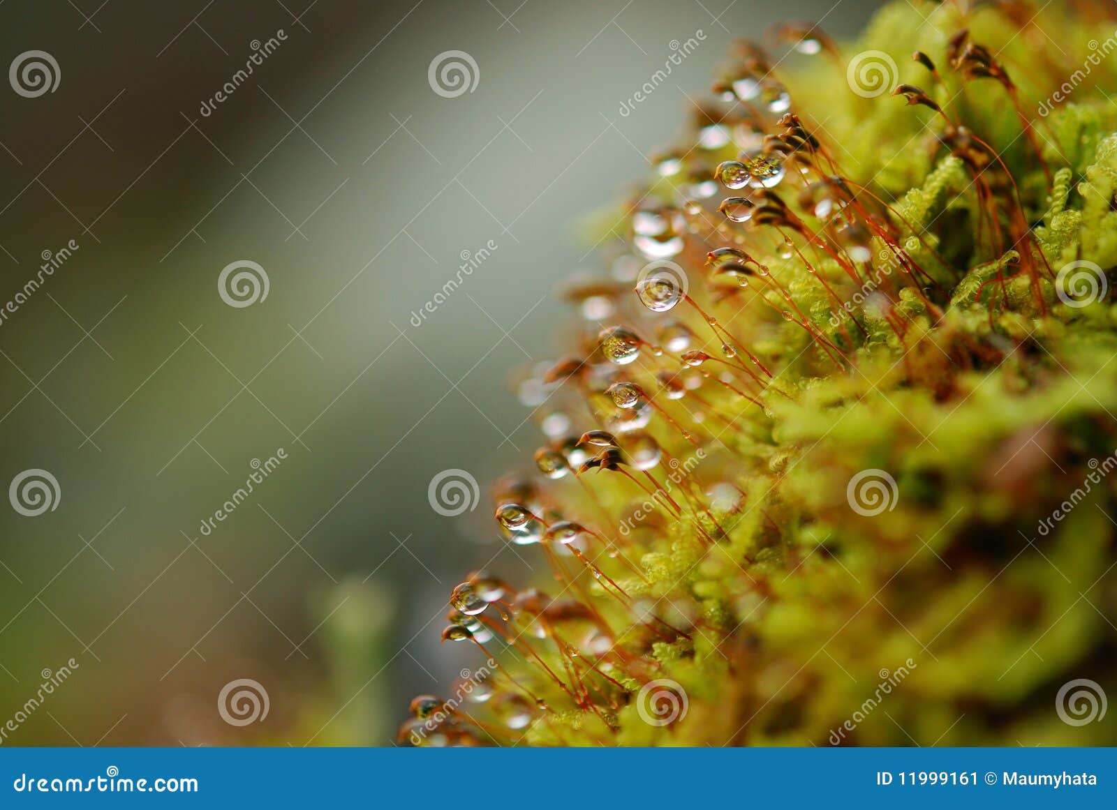 Dew on plants stock image. Image of nature, outdoor, stems - 11999161