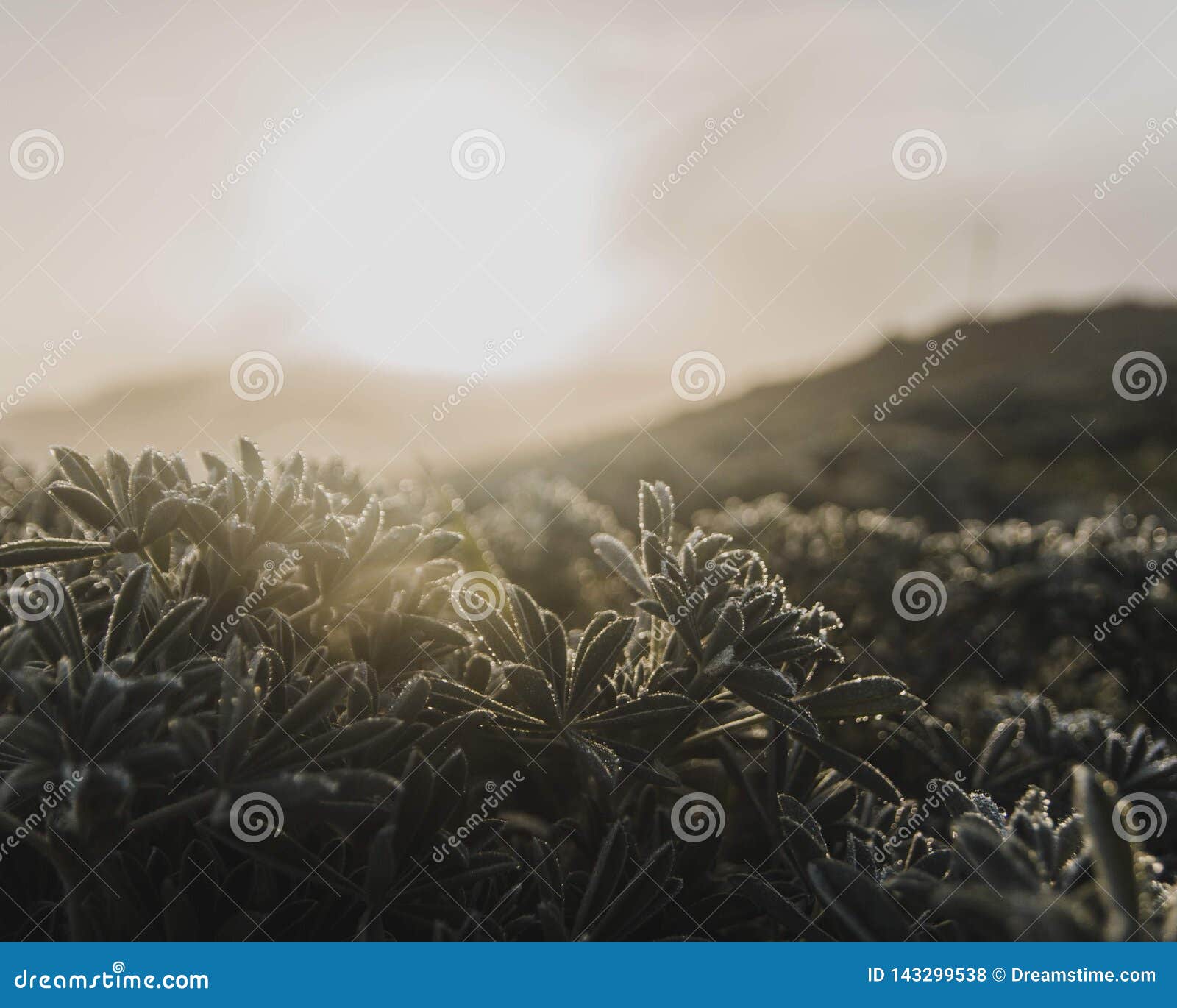 Dew on plants at sunrise stock photo. Image of morning - 143299538